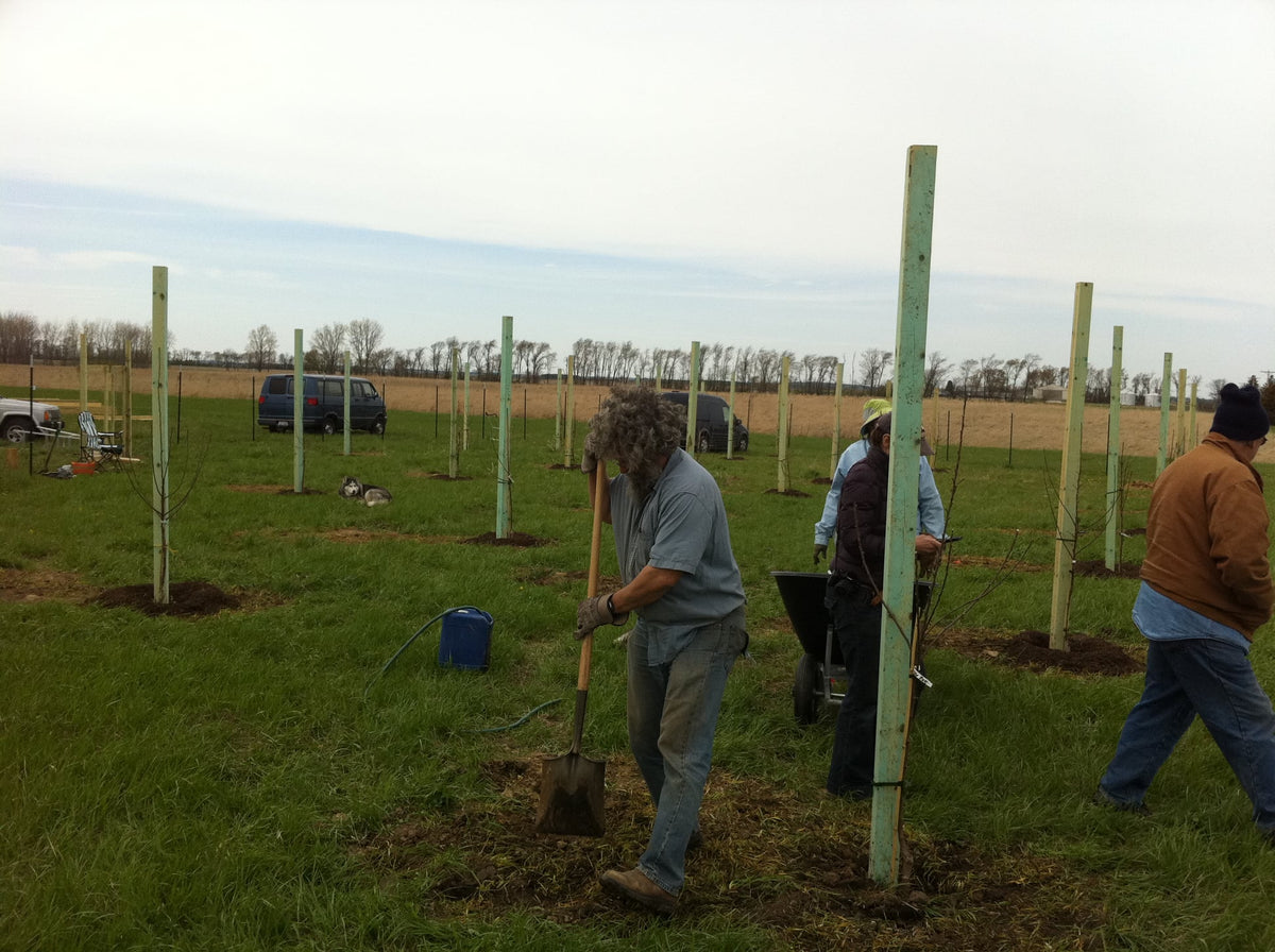 Planting Your New Trees — Roots to Fruits Nursery