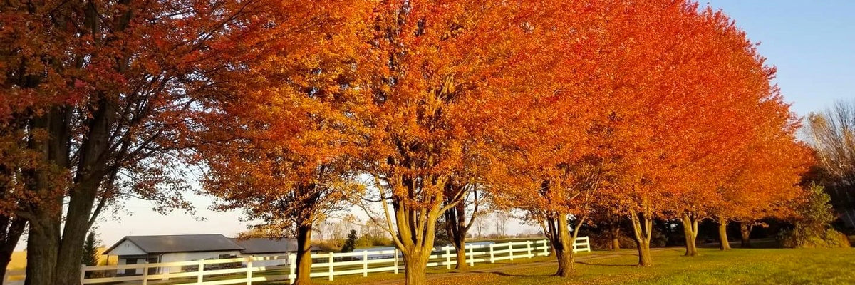 Shade Trees — Roots to Fruits Nursery