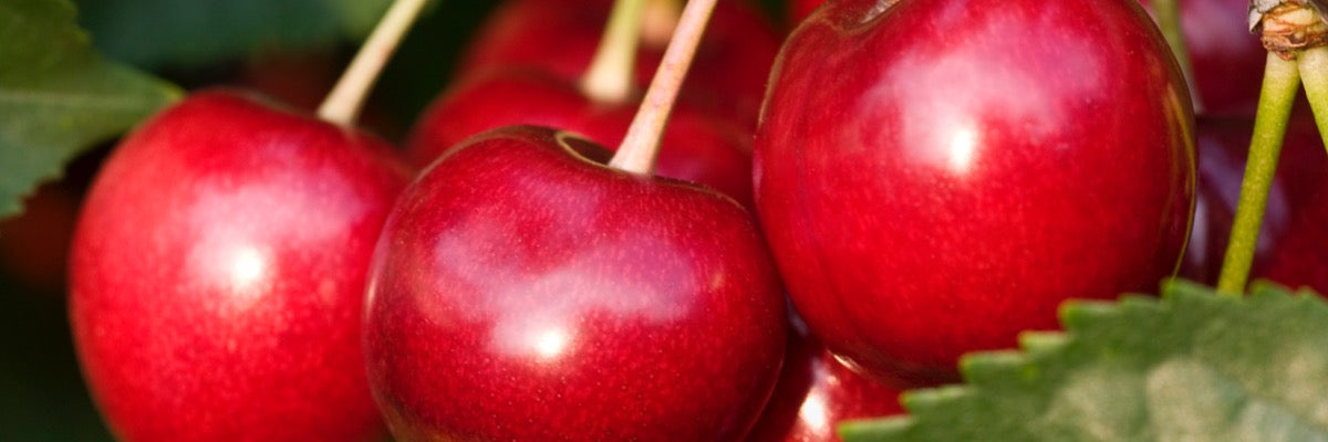 Sweet Cherry Trees — Roots to Fruits Nursery