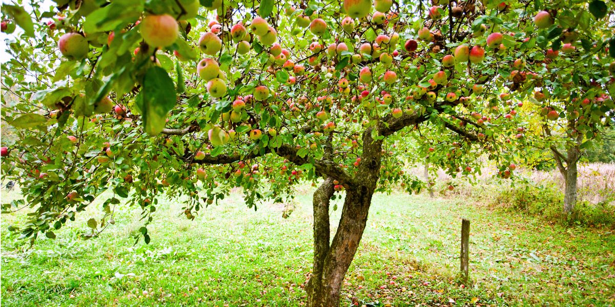 Dwarf Apple Trees — Roots to Fruits Nursery
