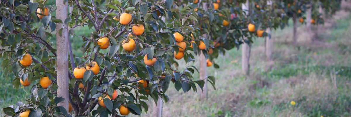 Persimmons — Roots to Fruits Nursery