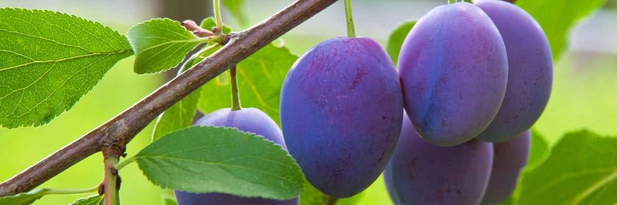 Roots to Fruits Nursery | Plum Trees