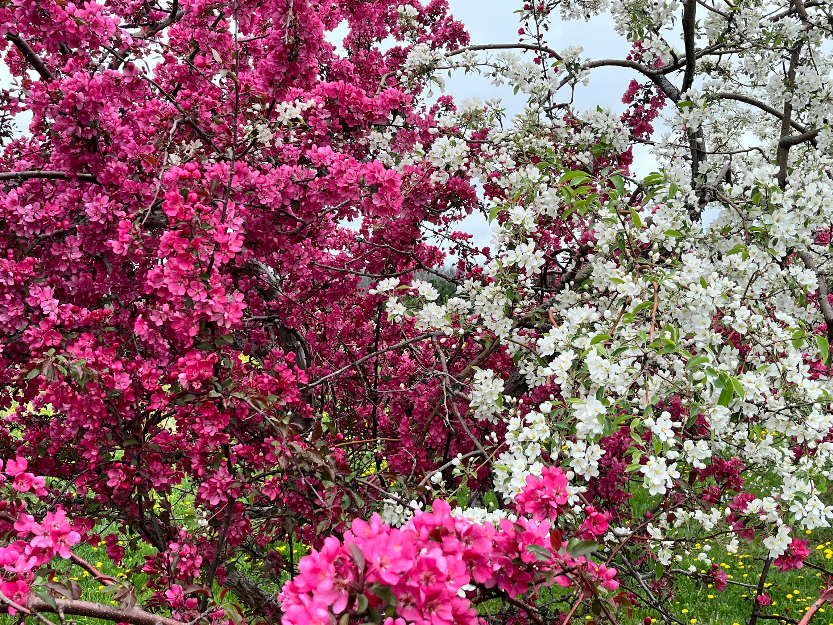 Heirloom Apples — Roots to Fruits Nursery