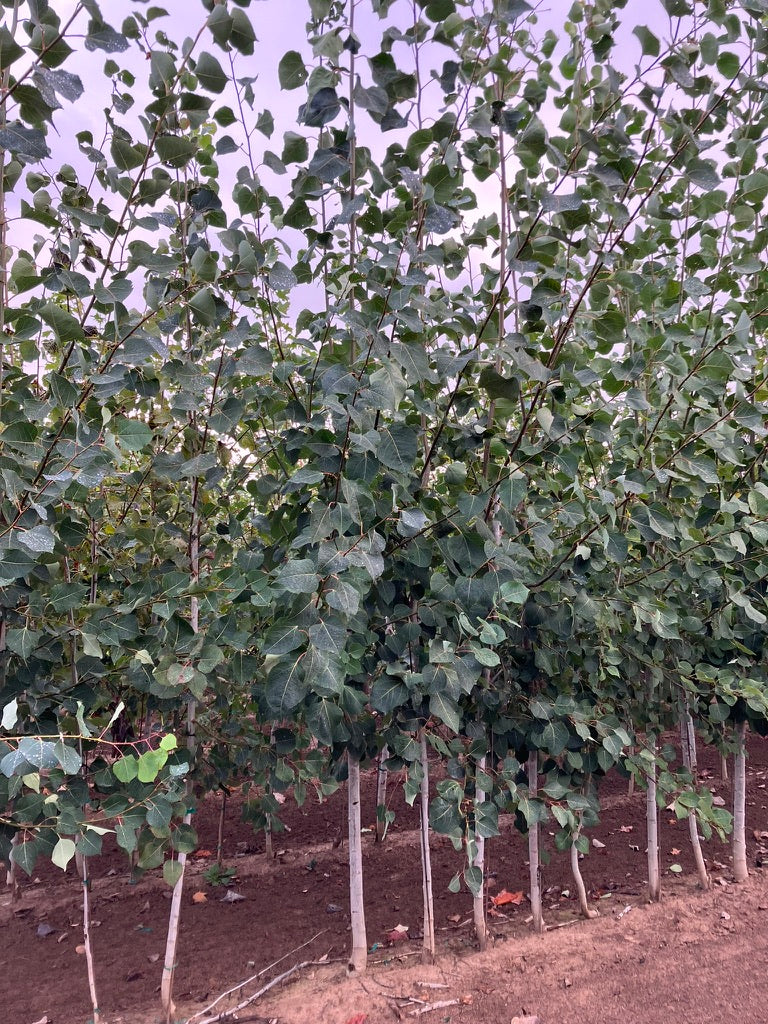 Siouxland Poplar — Roots to Fruits Nursery