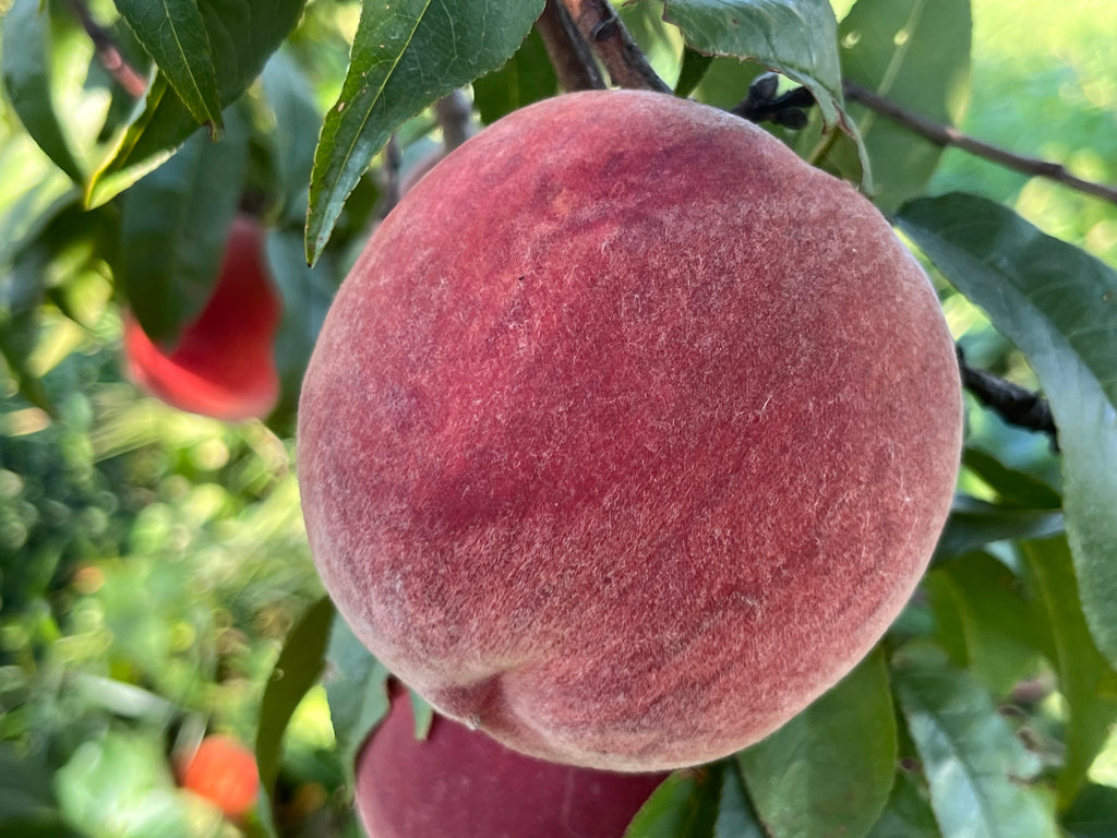 Peach Trees — Roots to Fruits Nursery