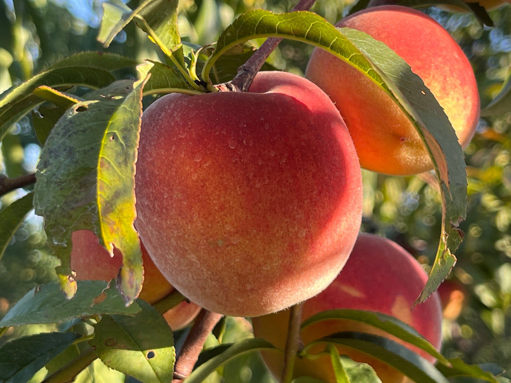 Dwarf Apple Trees — Roots to Fruits Nursery