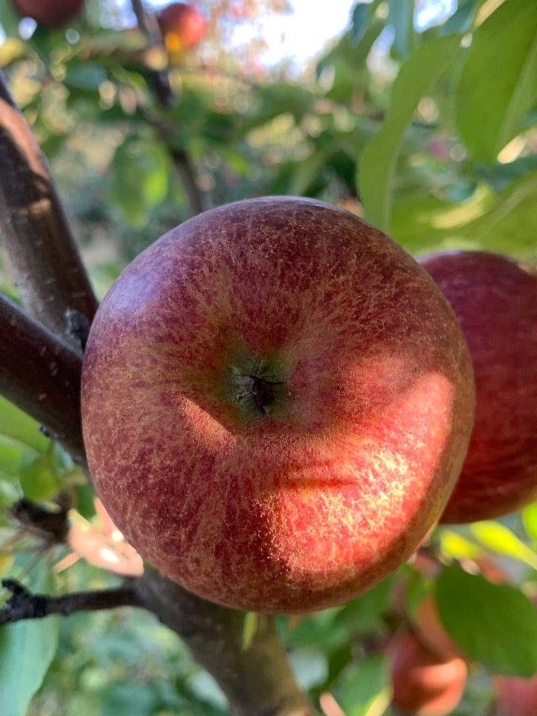 Cider Apple Trees — Roots to Fruits Nursery