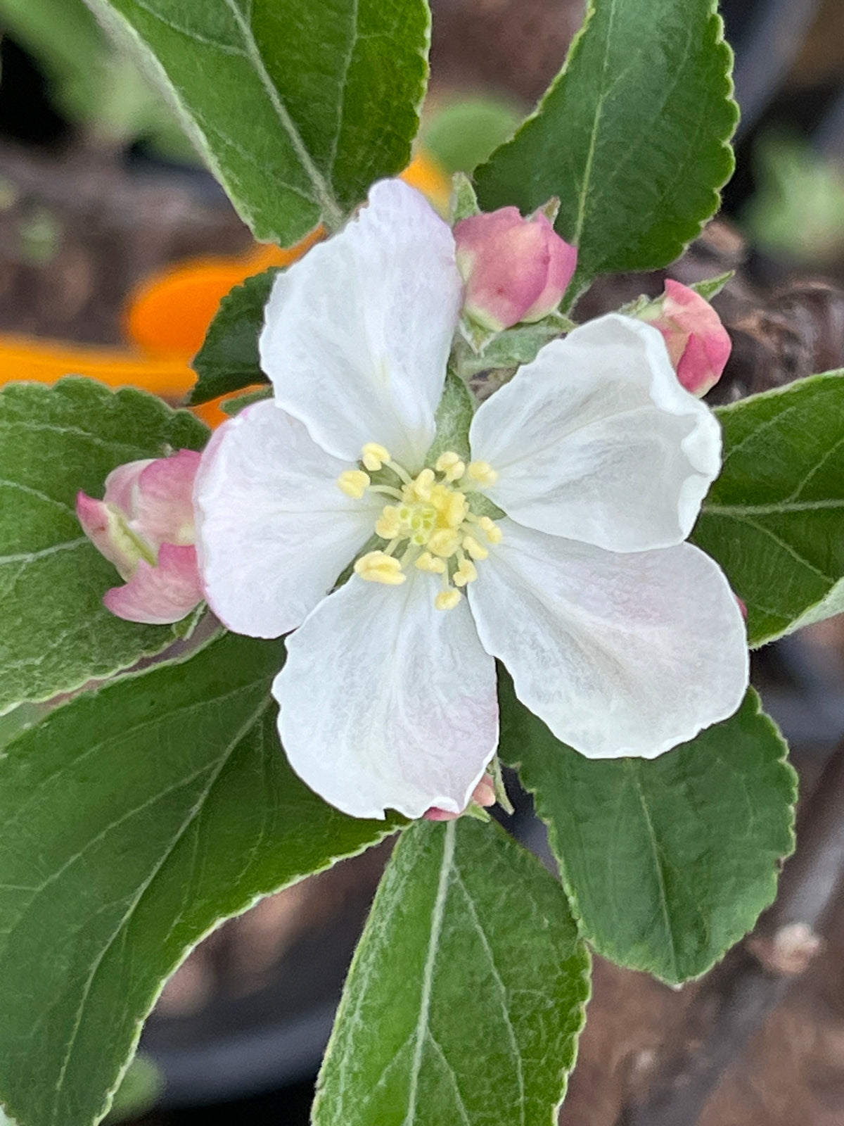 Binet Rouge Apple — Roots to Fruits Nursery