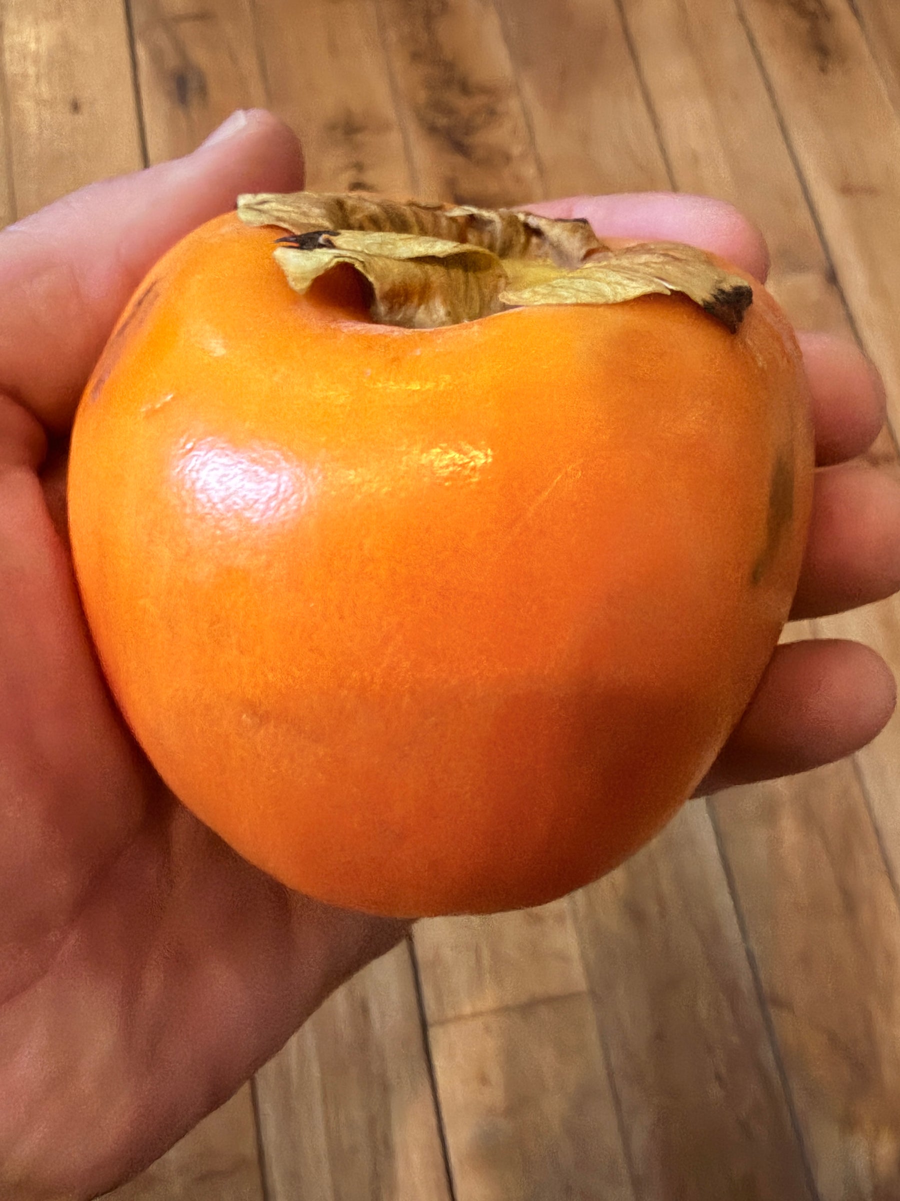 Persimmon Tree 'Deer Magnet' — Roots to Fruits Nursery
