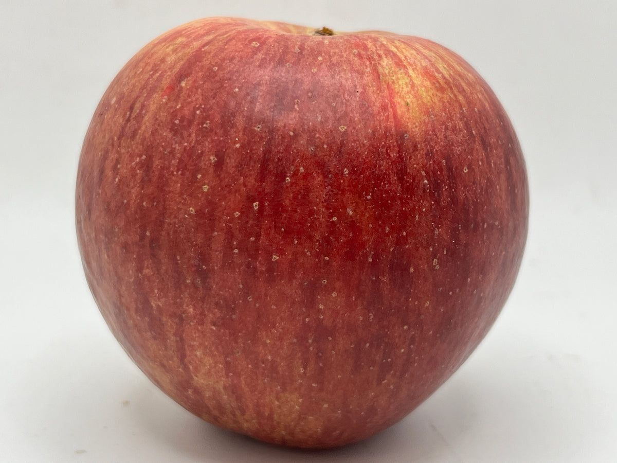 Dabinett Apple Tree — Roots to Fruits Nursery
