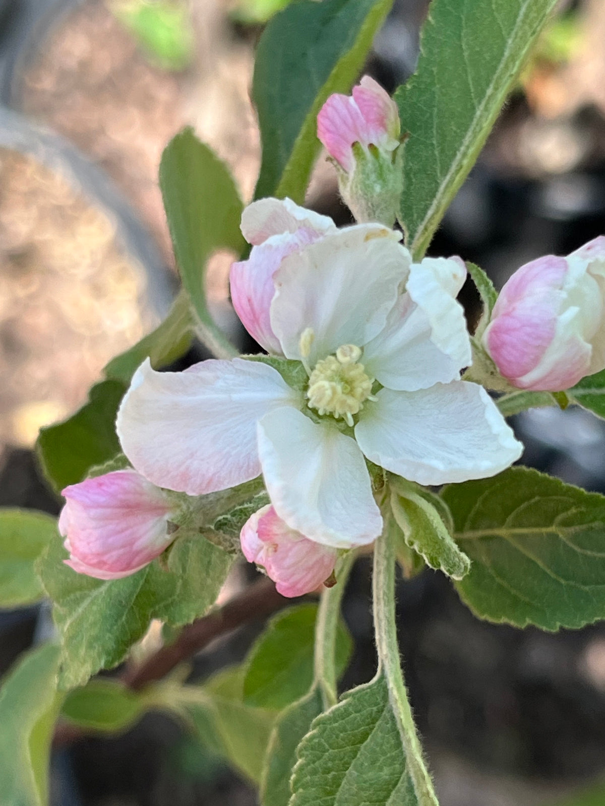 Chieftain Apple Tree — Roots to Fruits Nursery