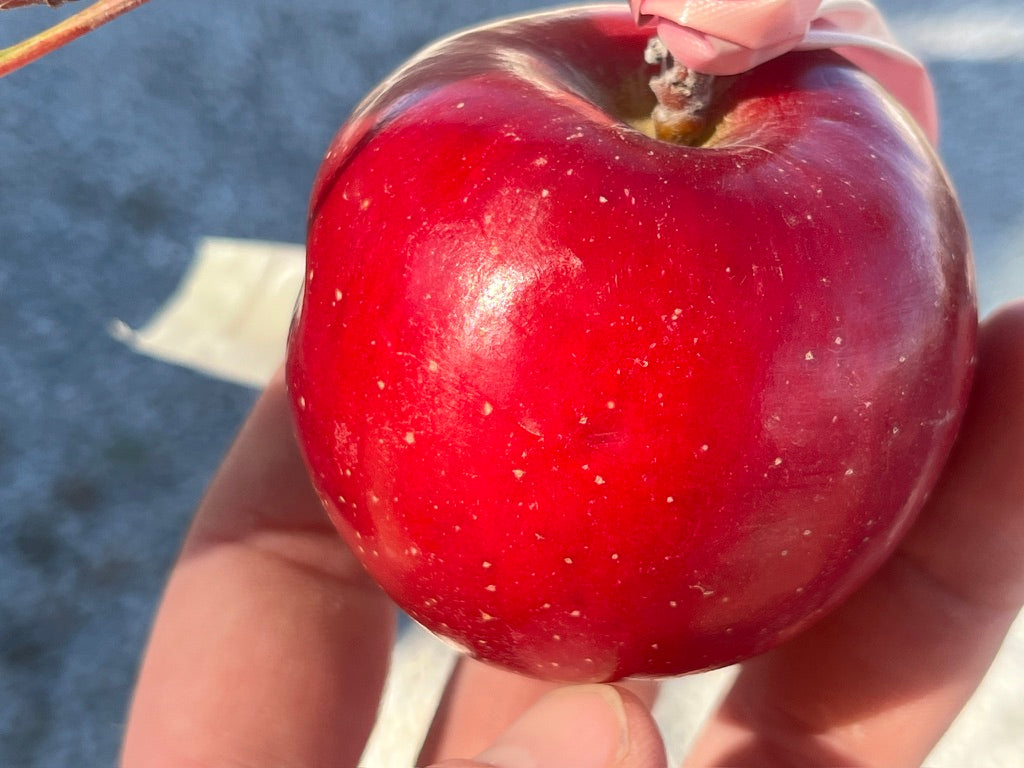 Melrose Apple Scionwood — Roots to Fruits Nursery