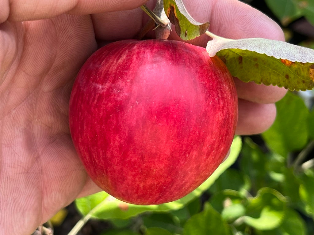 Norland Apple Trees — Roots to Fruits Nursery