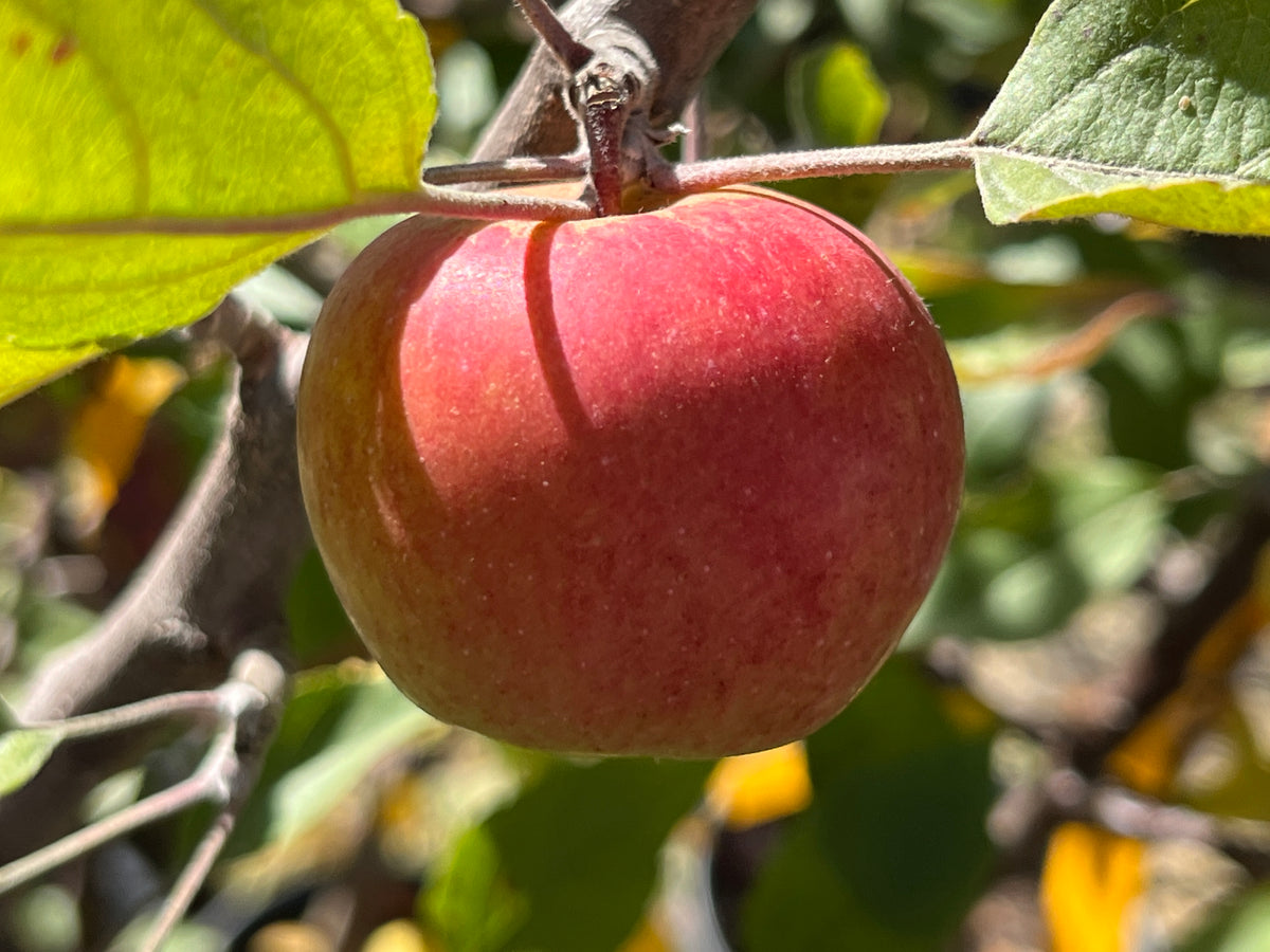 Binet Rouge Apple Tree — Roots to Fruits Nursery