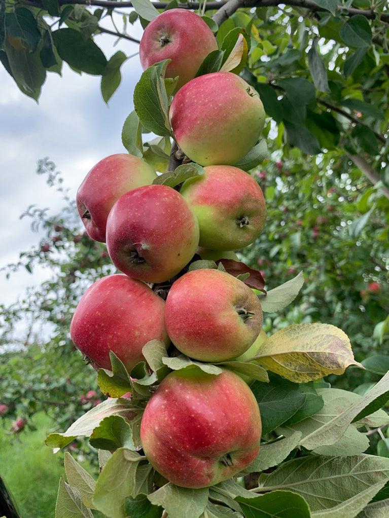 Ellis Bitter Apple Tree — Roots to Fruits Nursery