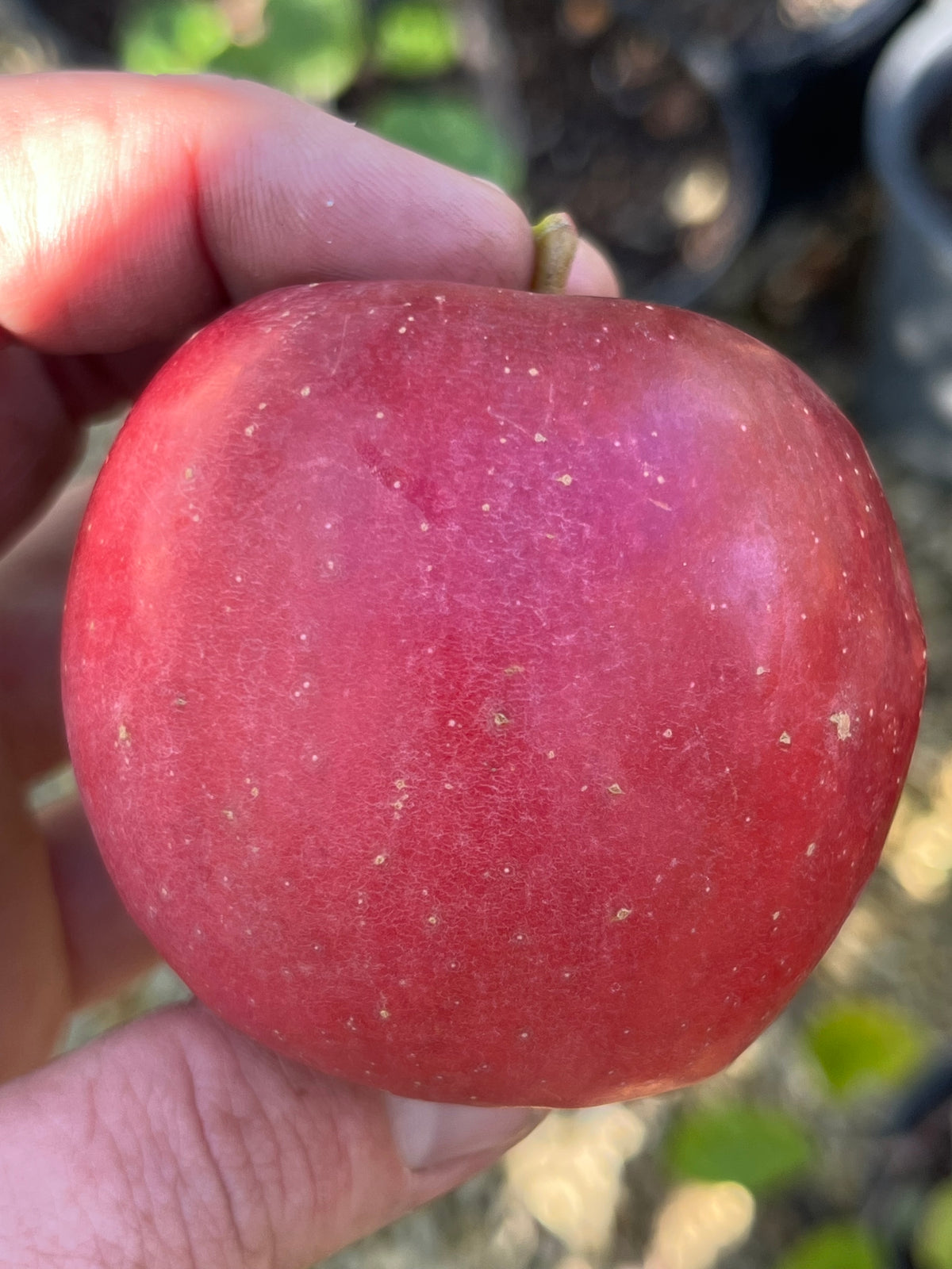 Enterprise Apple Tree — Roots to Fruits Nursery