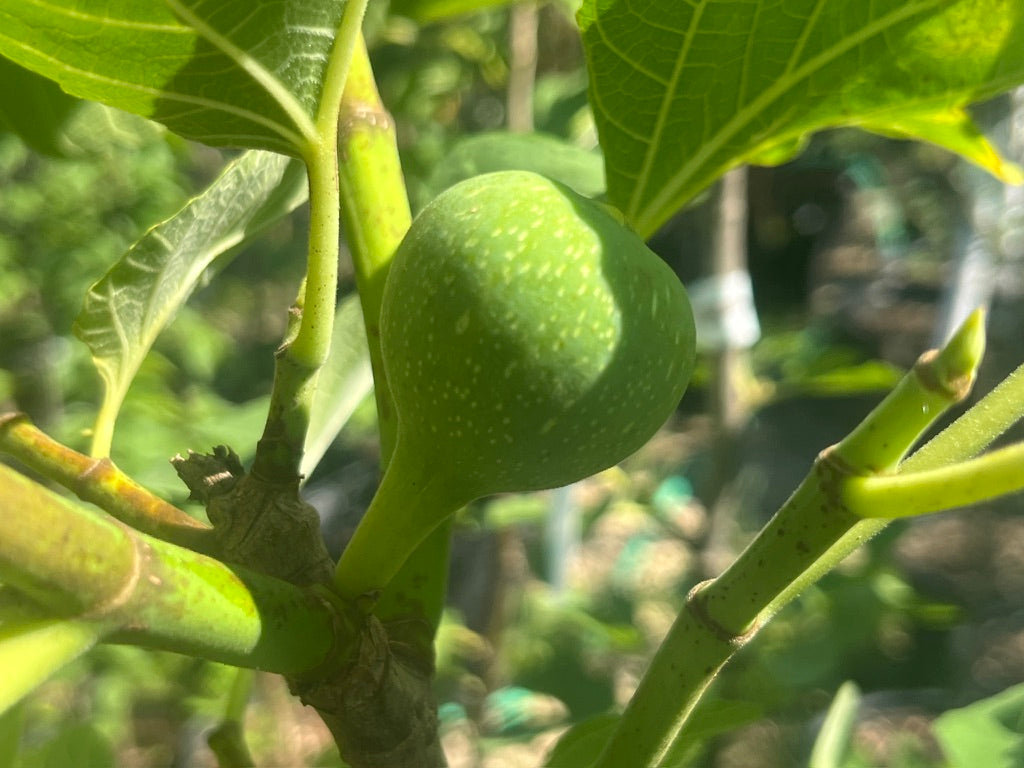 Desert King Fig Tree — Roots to Fruits Nursery