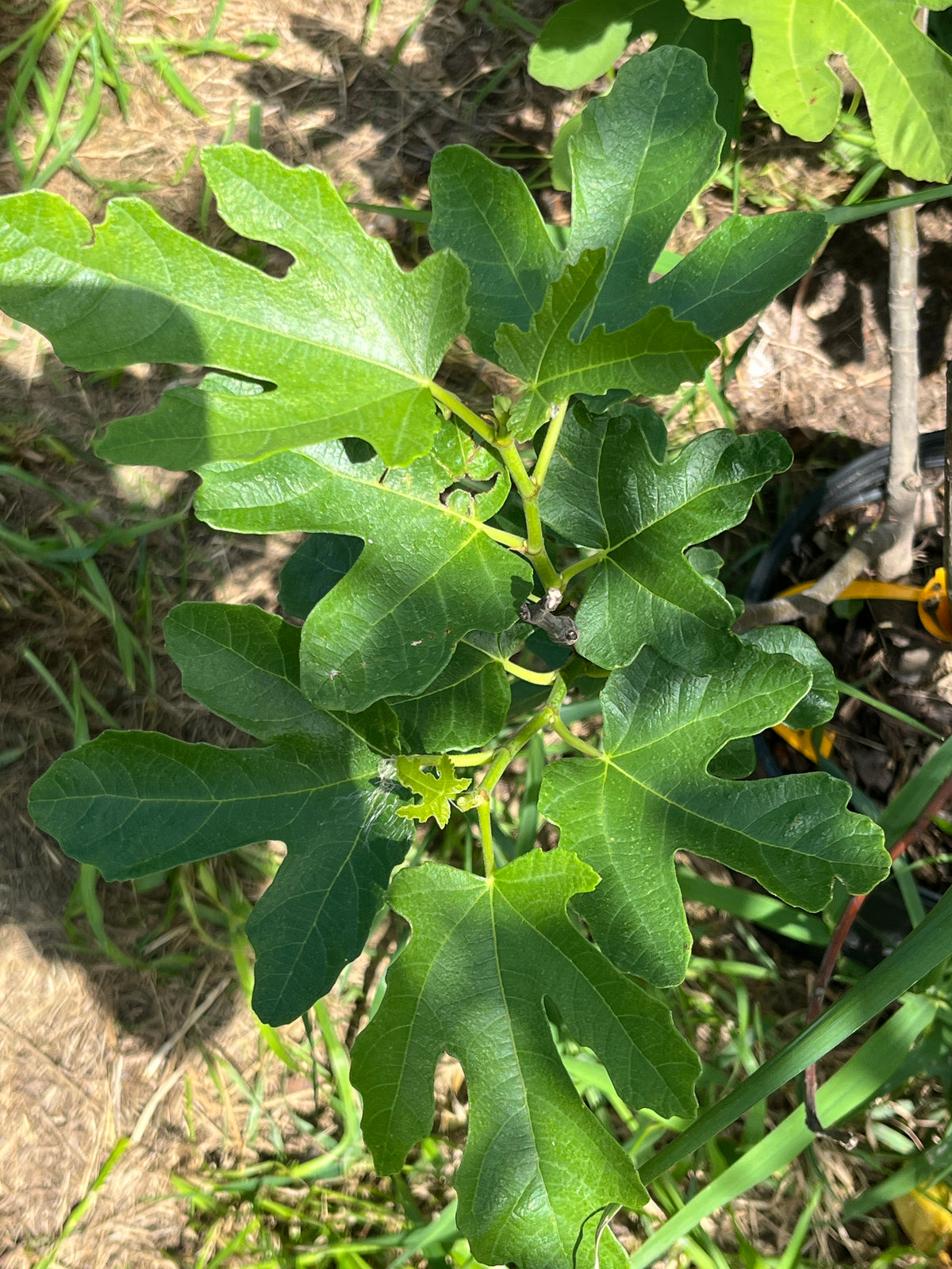 Italian Honey Fig Tree — Roots to Fruits Nursery