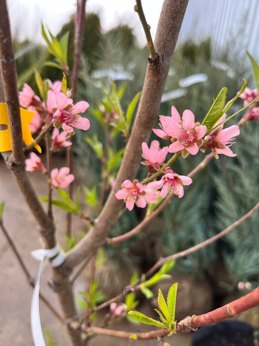 Contender Peach — Roots to Fruits Nursery