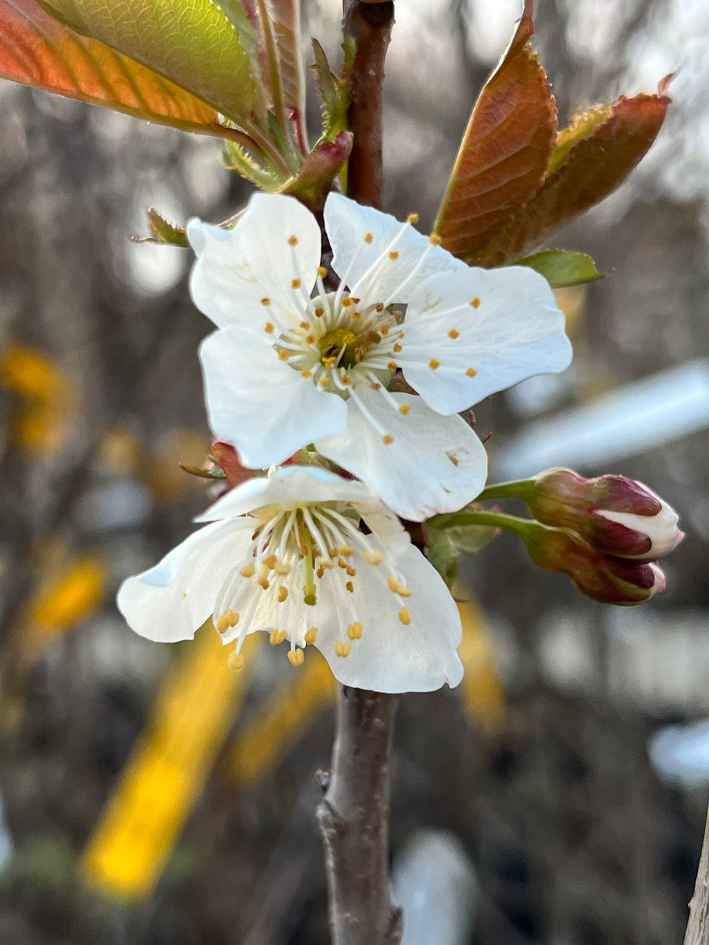 Sweet Cherry Trees — Roots to Fruits Nursery