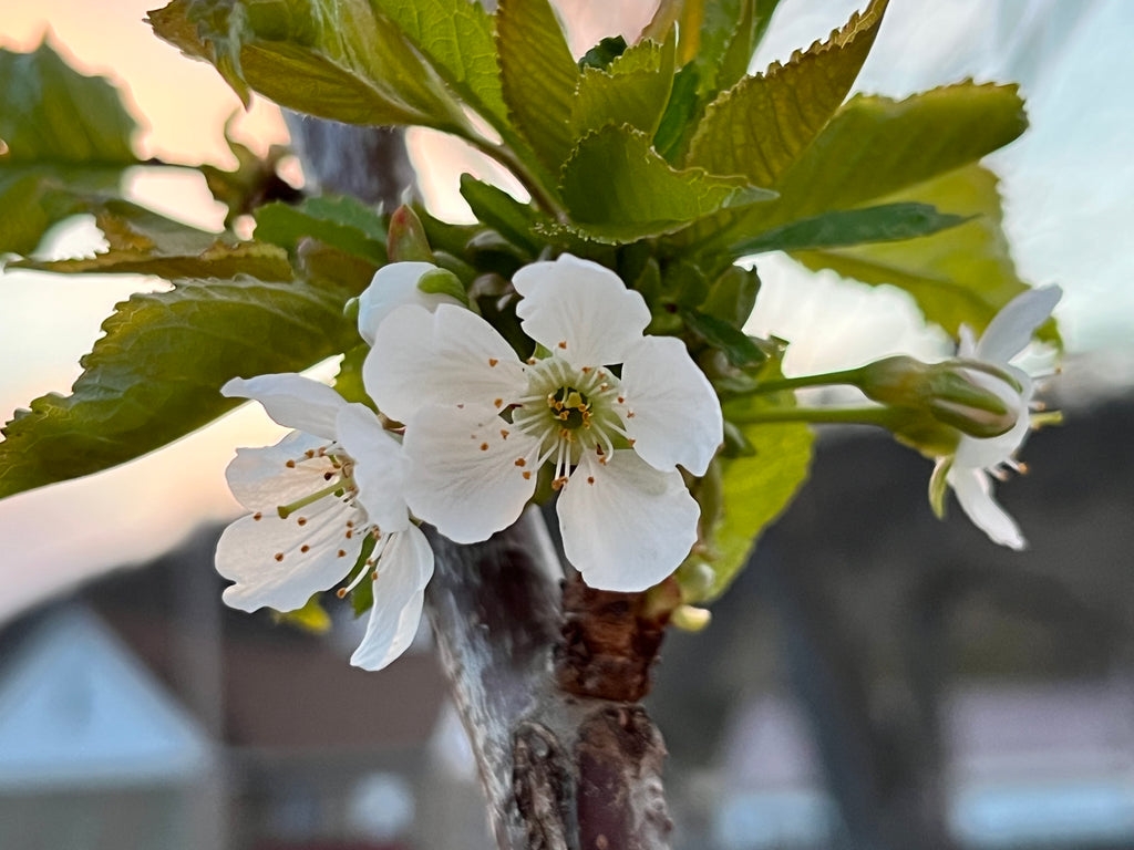 Sweet Cherry Trees — Roots to Fruits Nursery