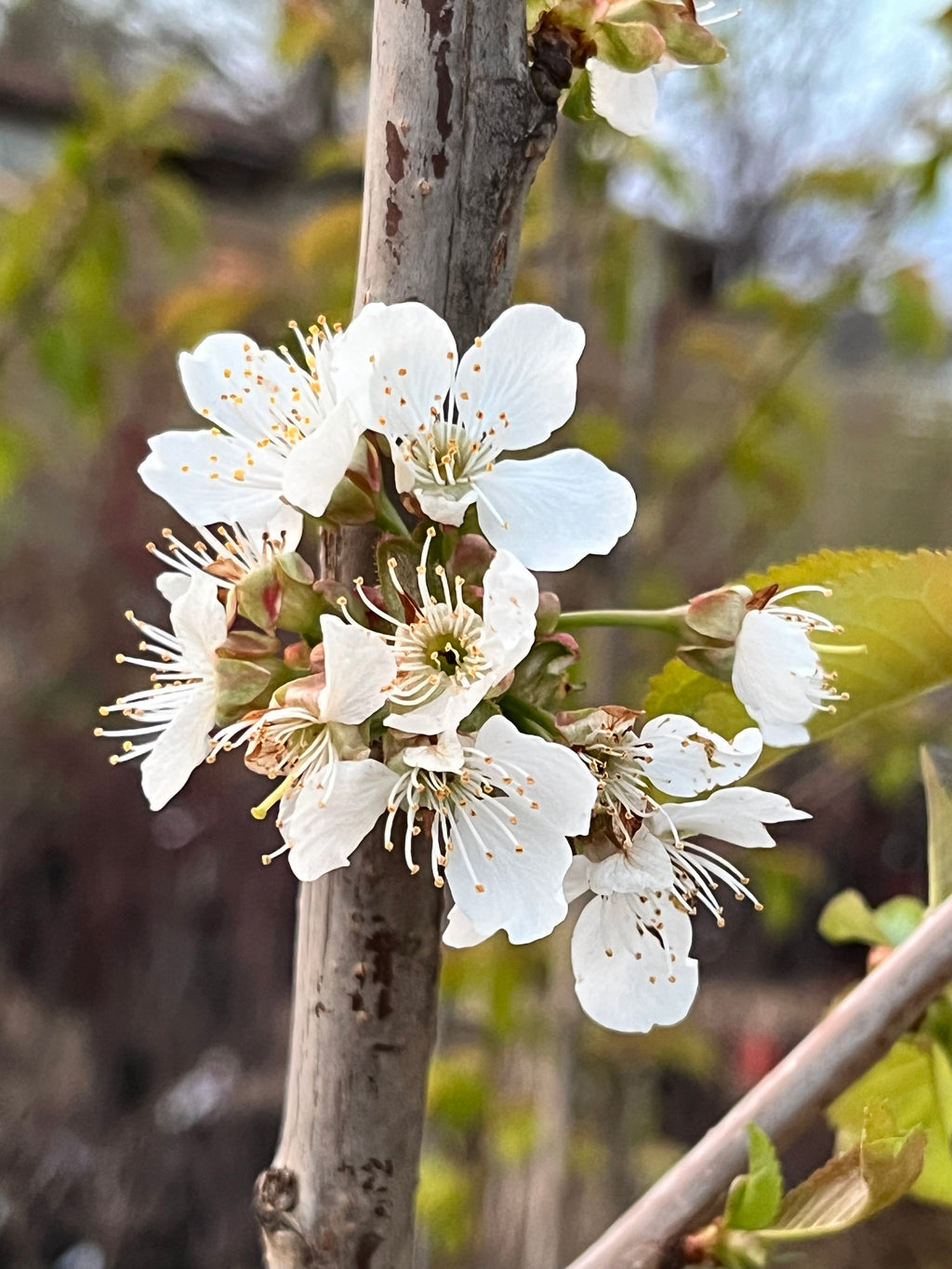 Sweet Cherry Trees — Roots to Fruits Nursery