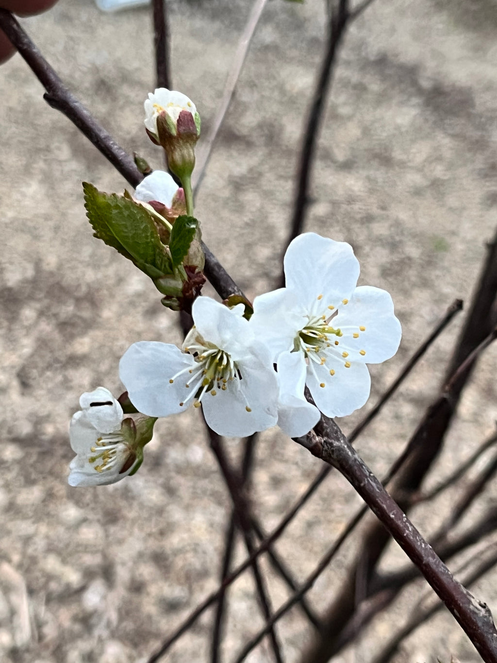 Pie Cherry Trees — Roots to Fruits Nursery