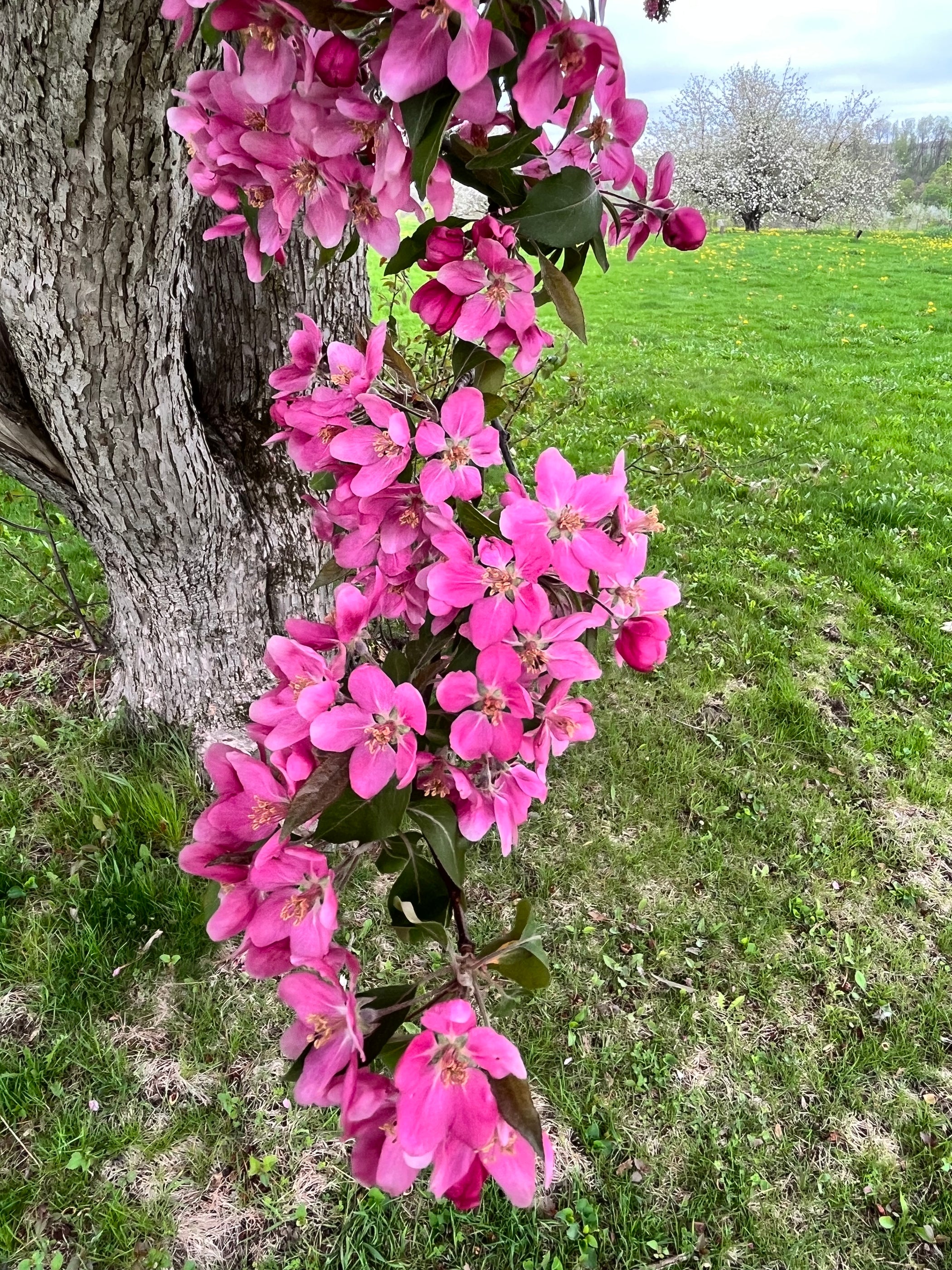 Profusion Flowering Crabapple Tree — Roots to Fruits Nursery