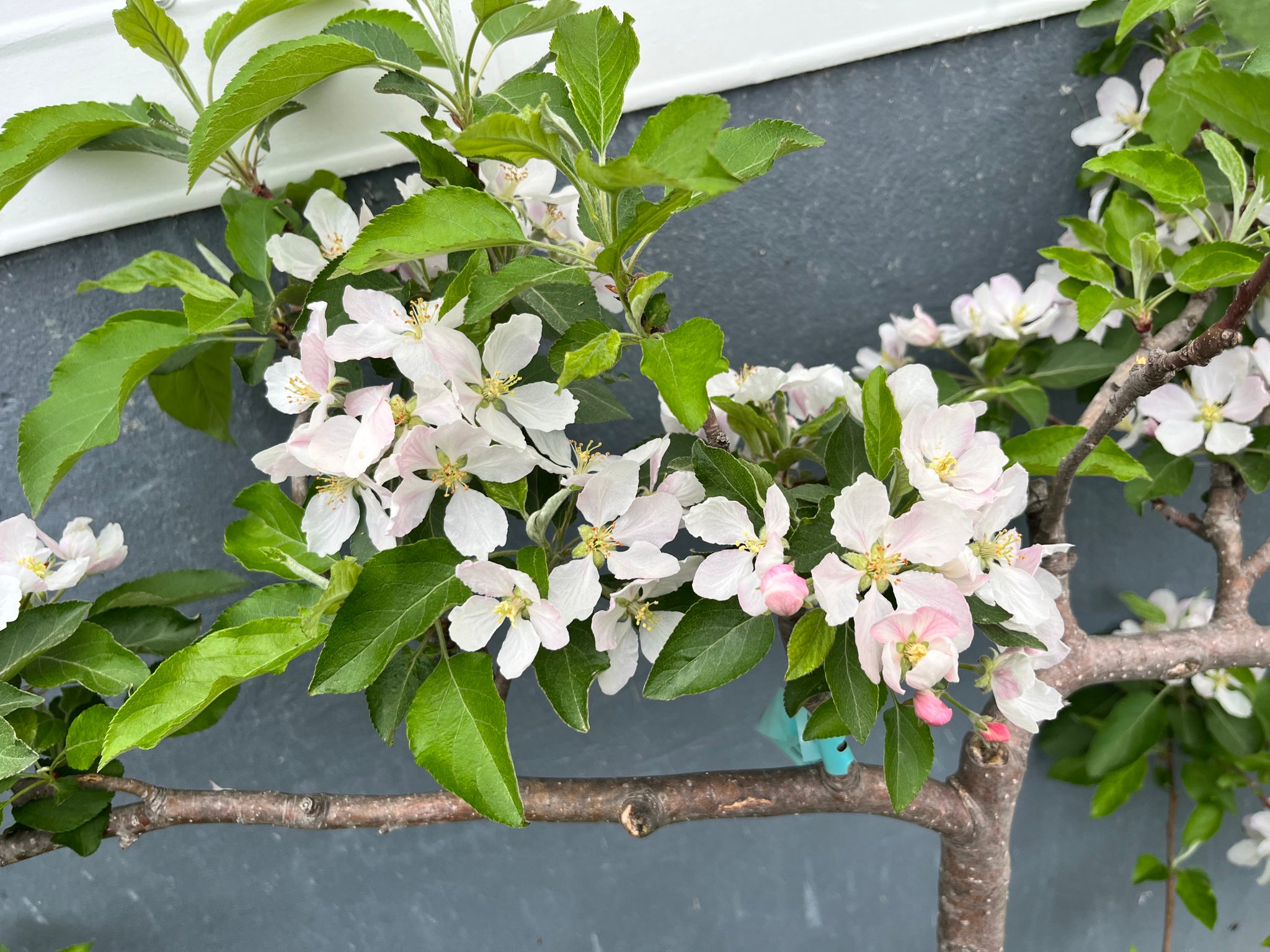 Dwarf Apple Trees — Roots to Fruits Nursery