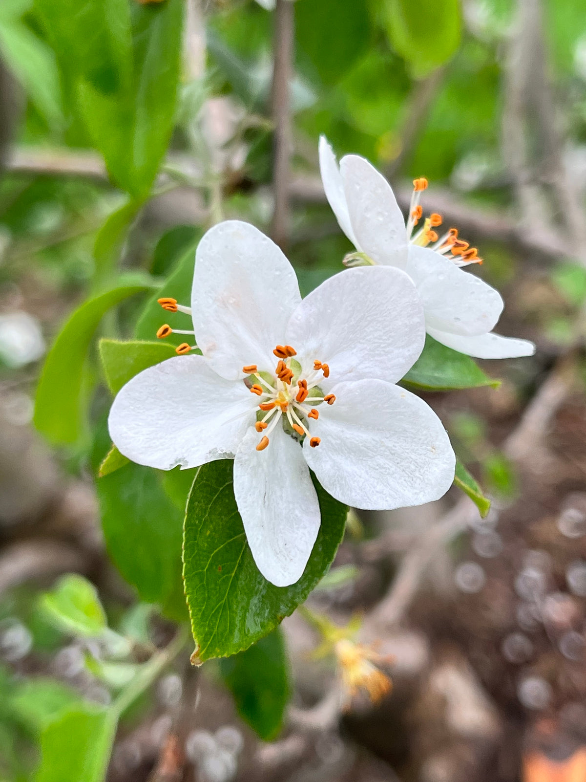Orleans Reinette Apple Tree — Roots to Fruits Nursery