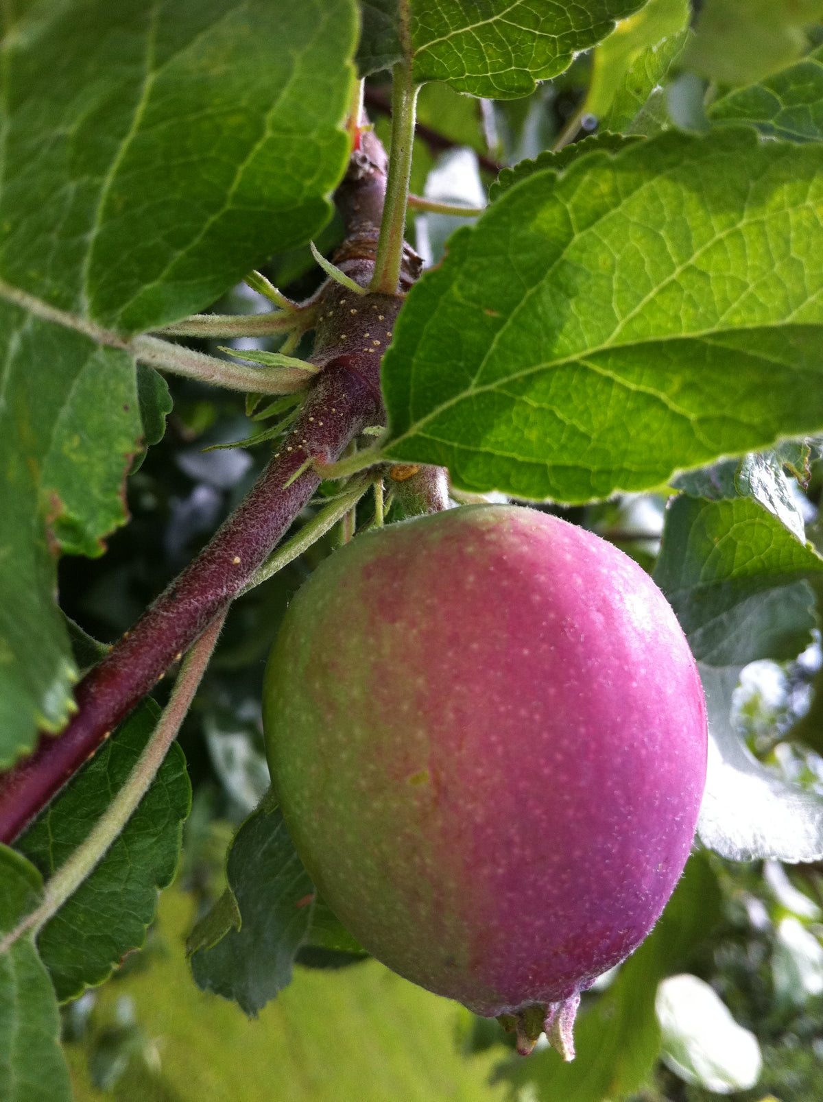 Kandil Sinap Apple Tree — Roots to Fruits Nursery