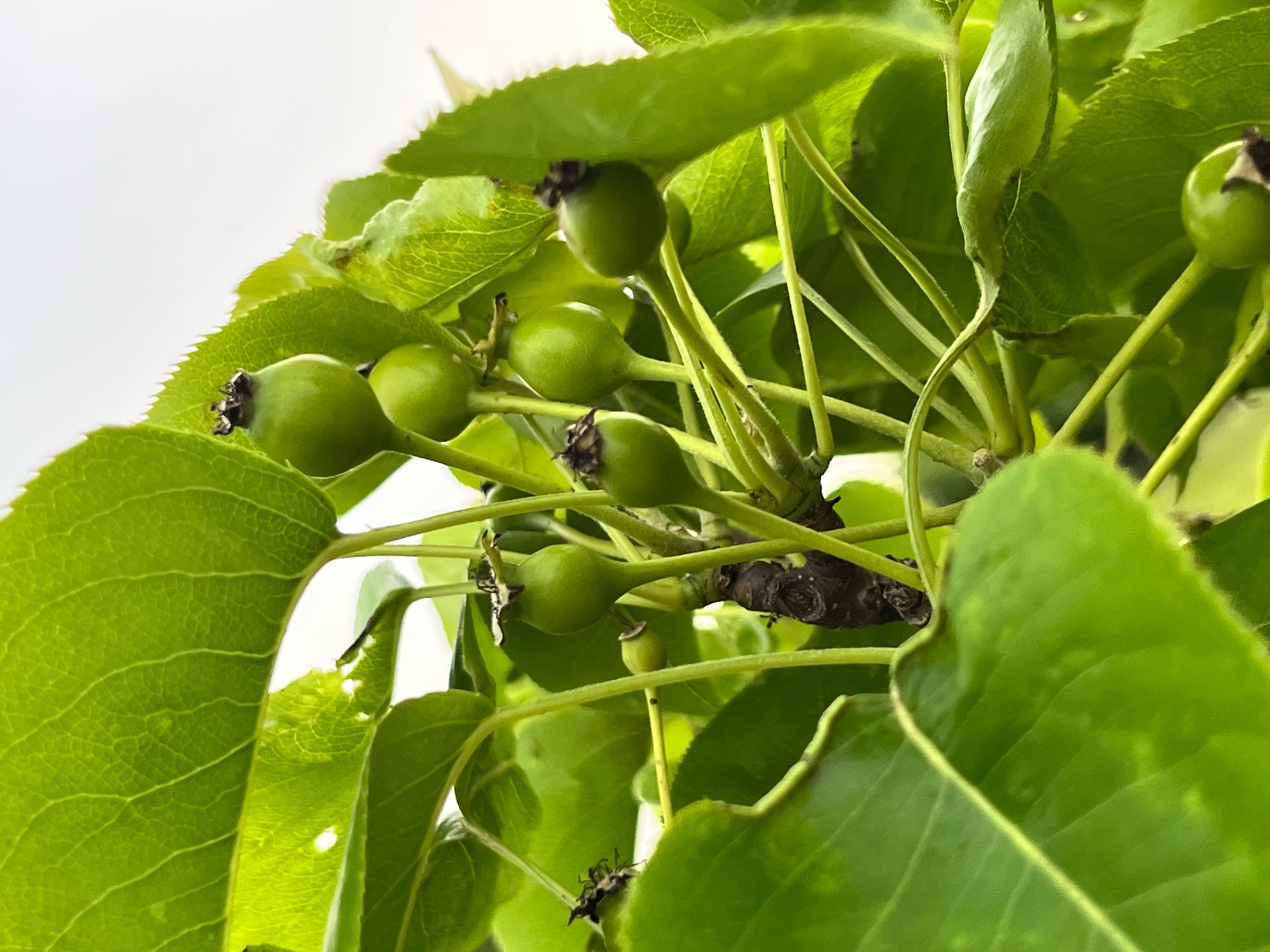 Black Ice® Plum Tree — Roots to Fruits Nursery