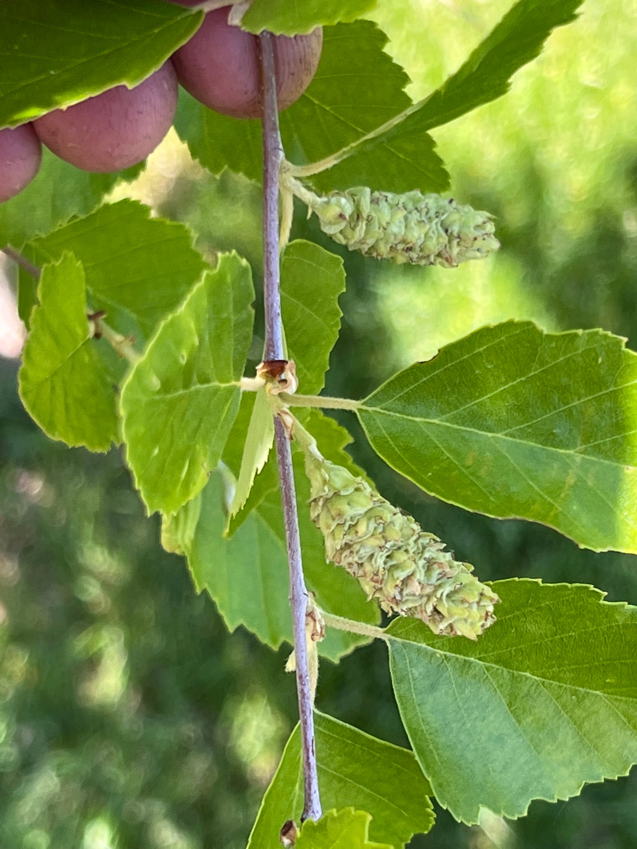 Paper Birch Trees — Roots to Fruits Nursery