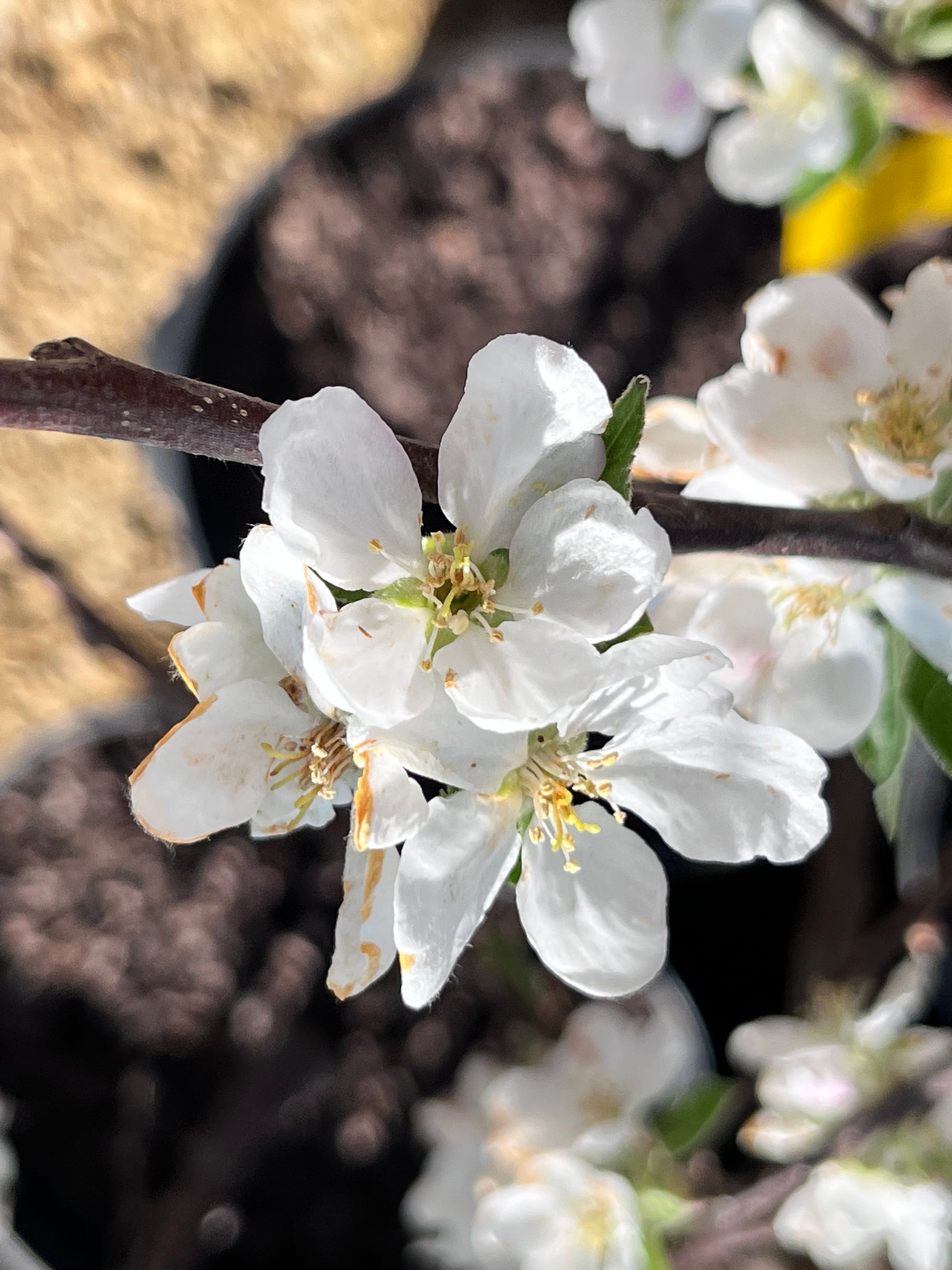 Prima Apple Tree — Roots to Fruits Nursery
