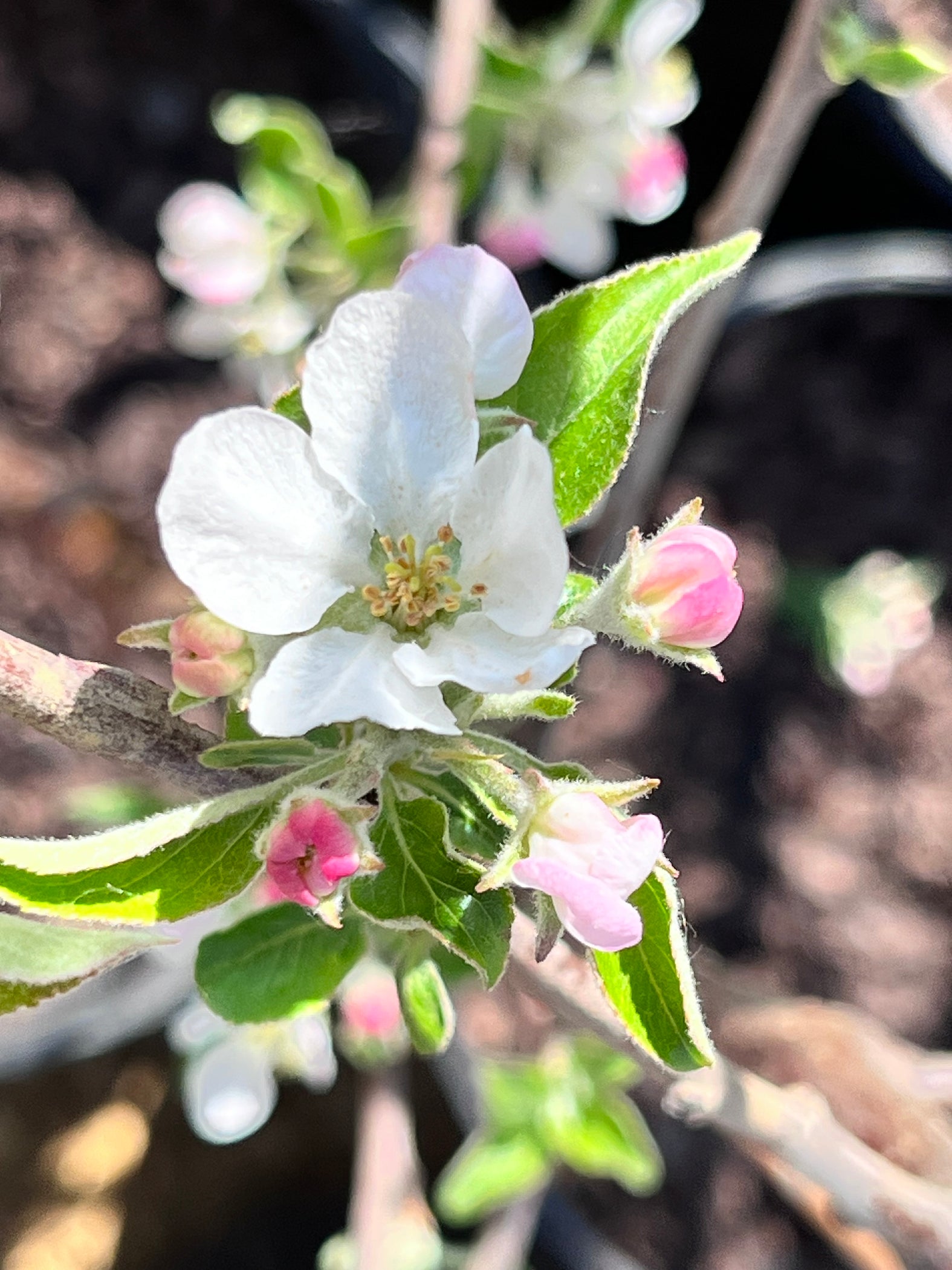 Haralson Apple Trees — Roots to Fruits Nursery