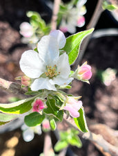 Haralson Apple — Roots to Fruits Nursery