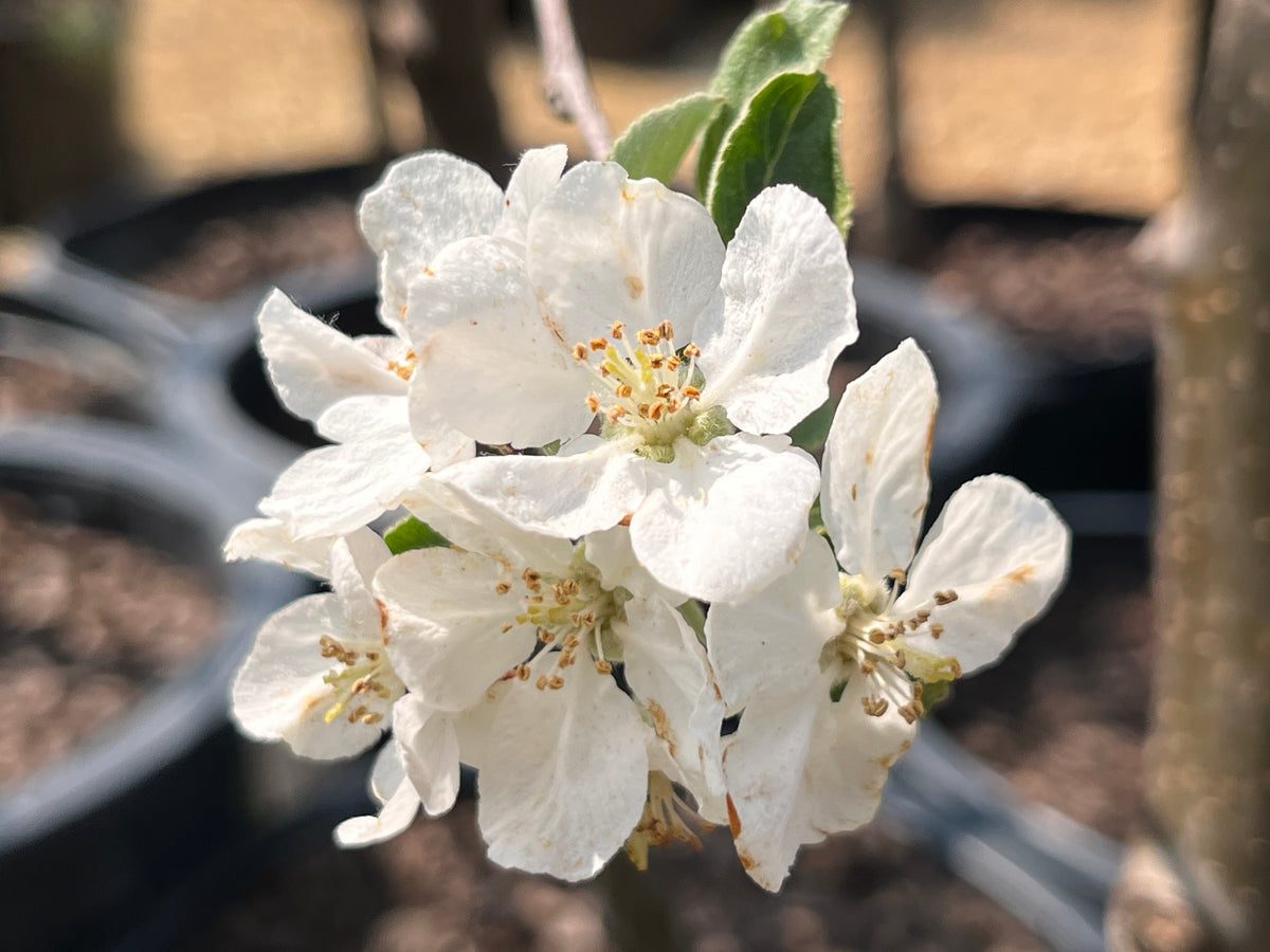 Jonathan Apple Trees — Roots to Fruits Nursery