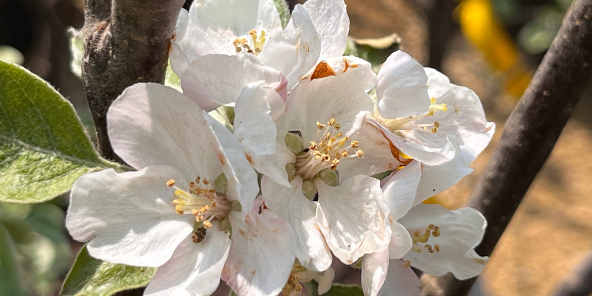 Northern Spy Apple Trees — Roots to Fruits Nursery