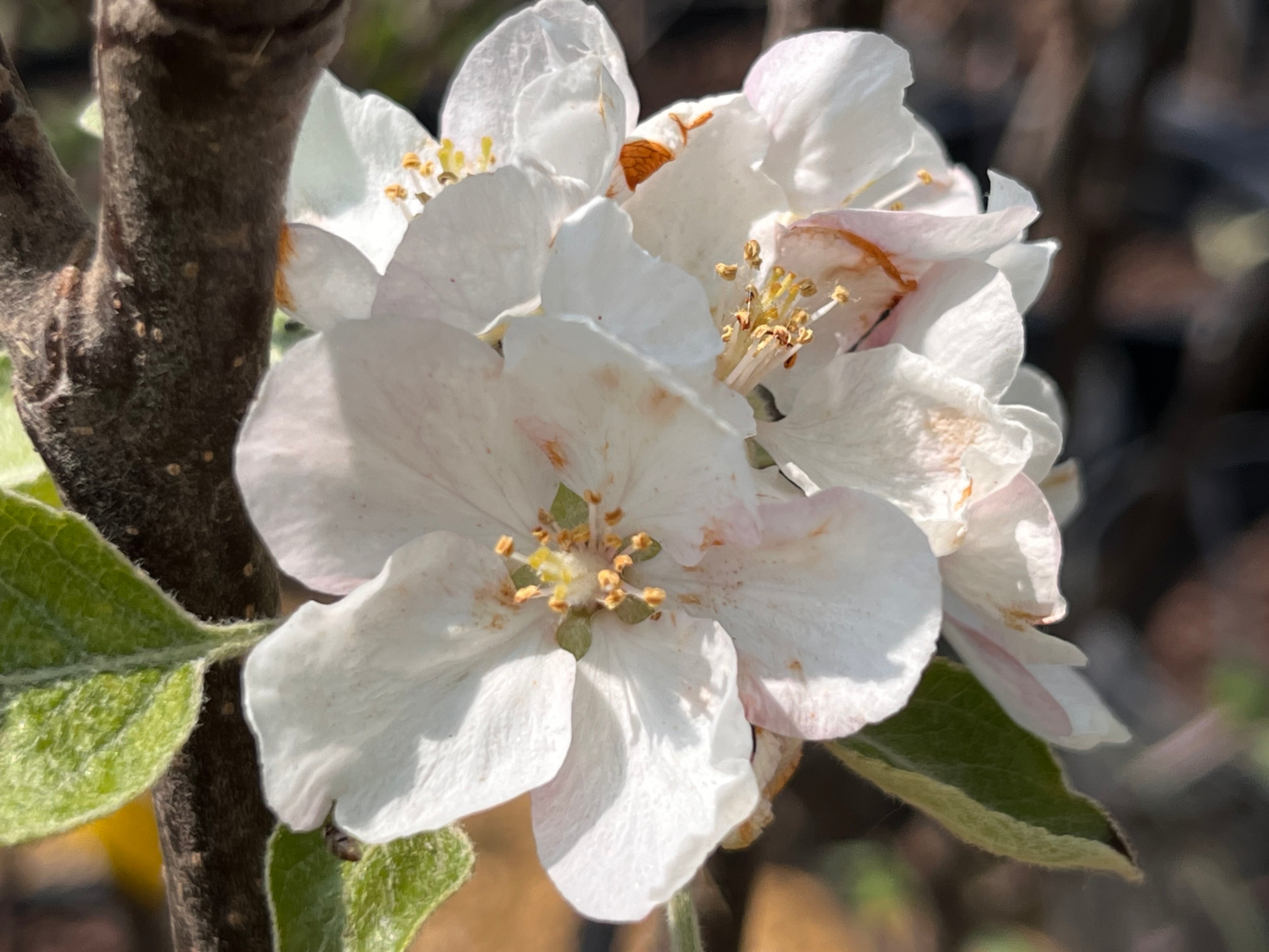 Northern Spy Apple Trees — Roots to Fruits Nursery