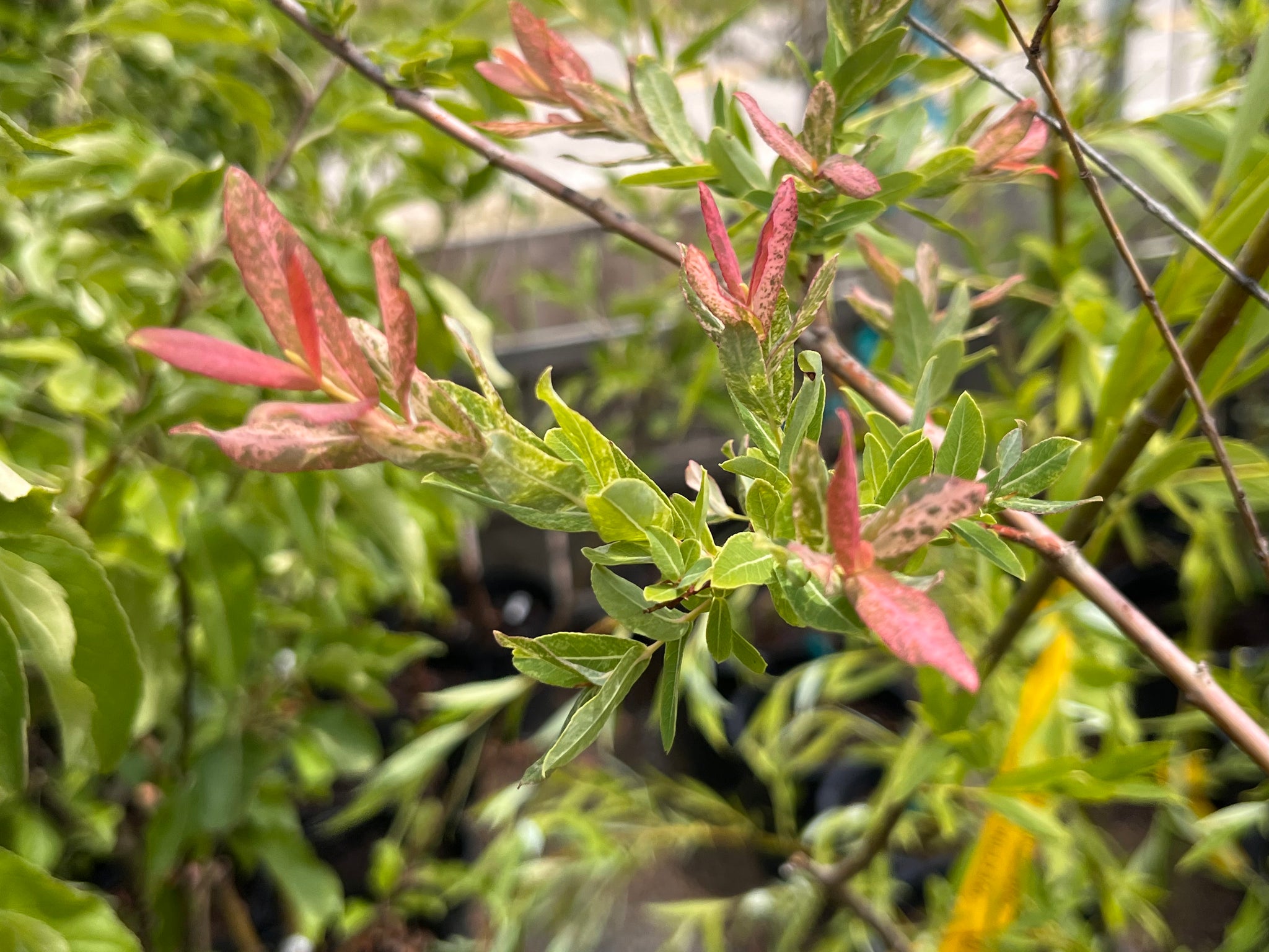 Willow Trees — Roots to Fruits Nursery