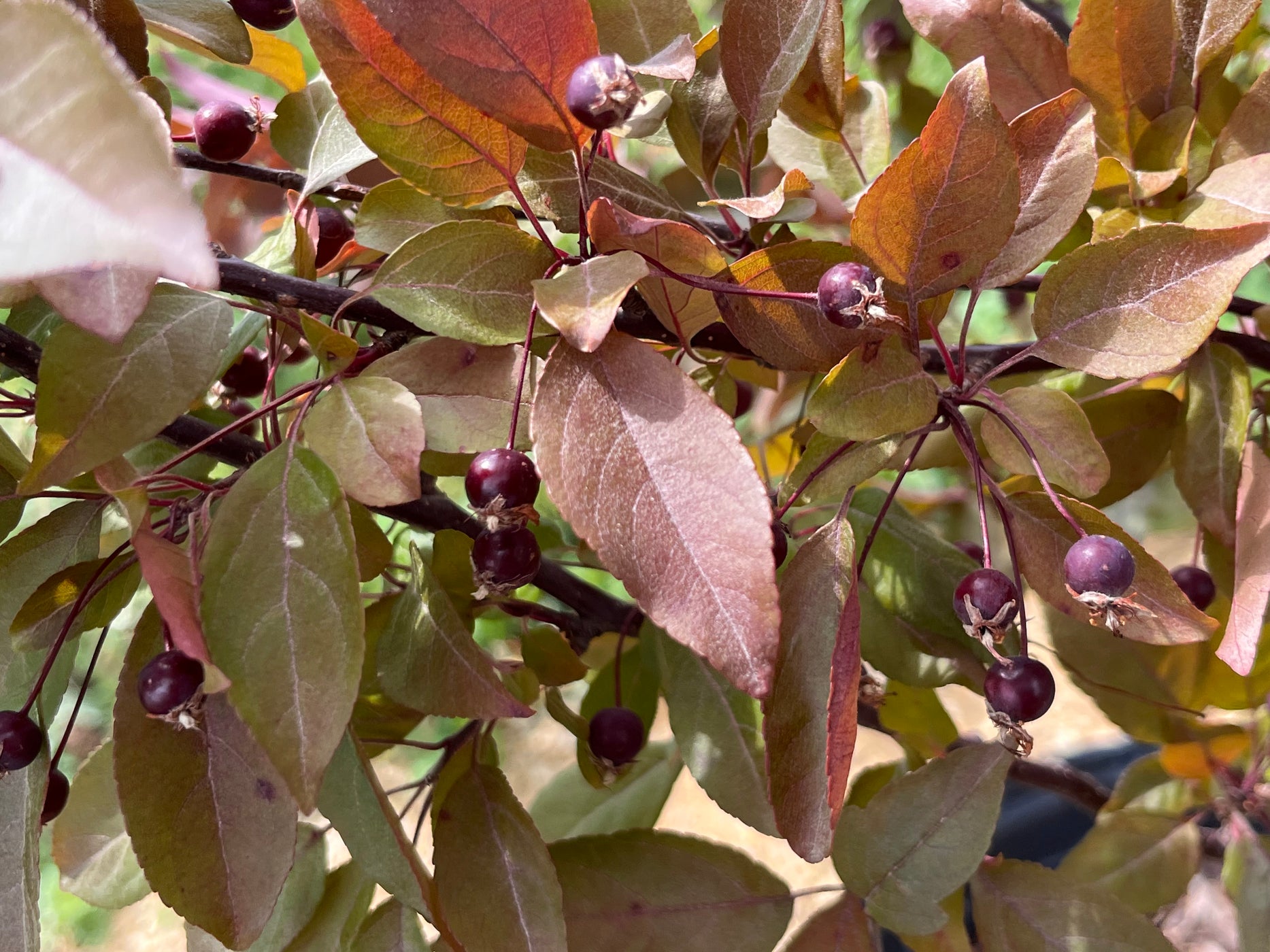 Profusion Flowering Crabapple Tree — Roots to Fruits Nursery