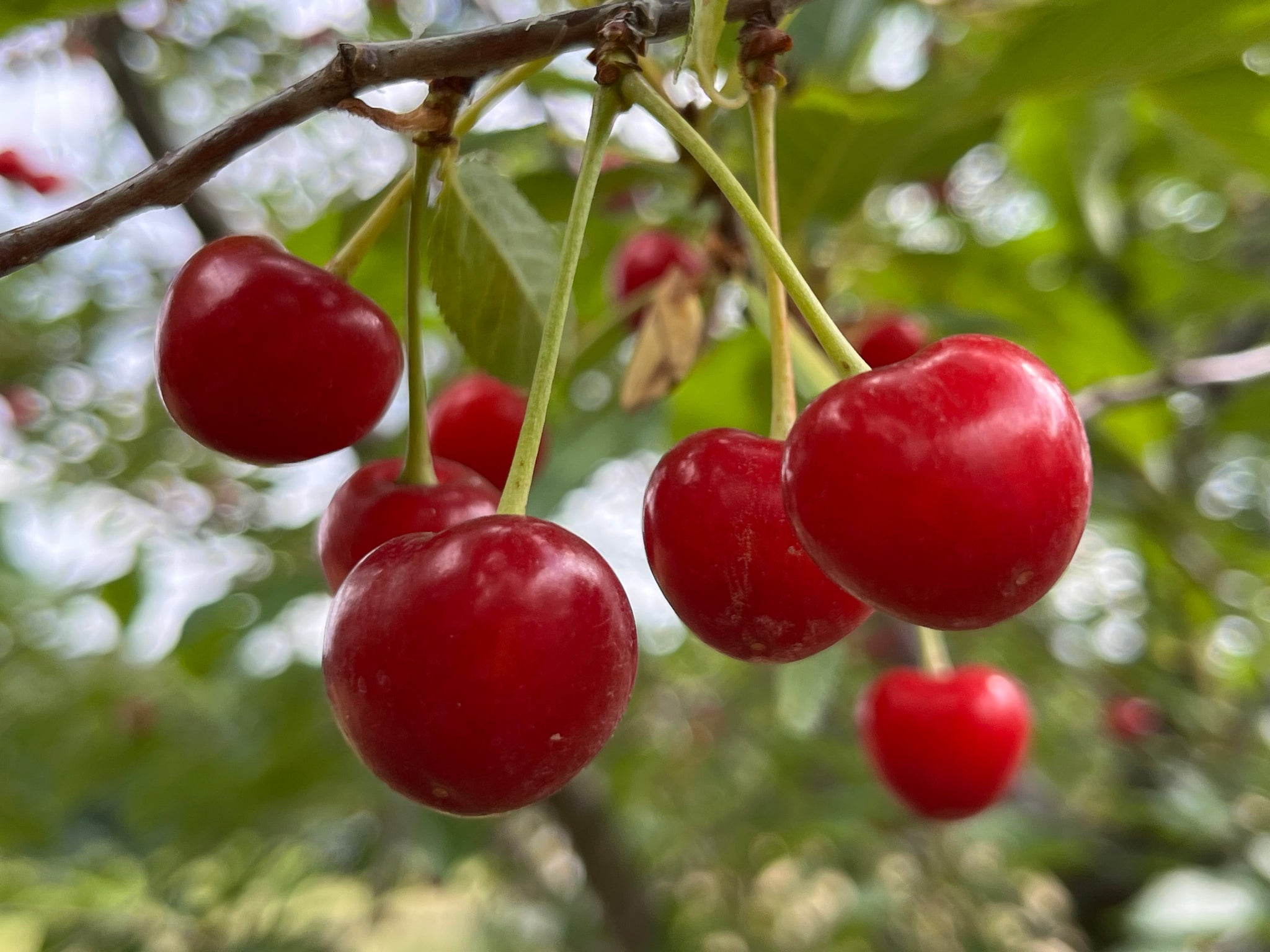 Roots to Fruits Nursery | Cherry Trees