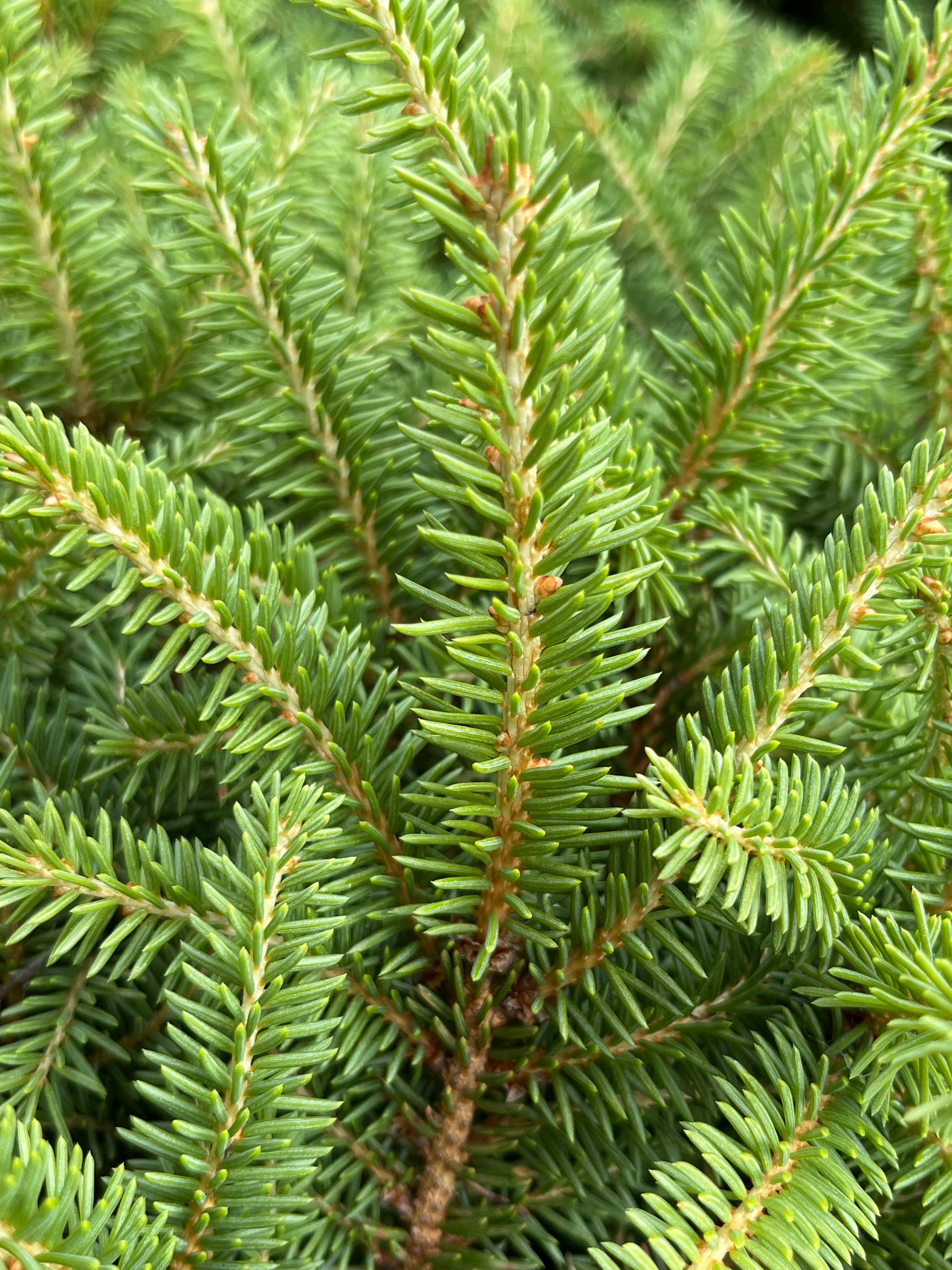 Fraser Fir Tree — Roots to Fruits Nursery