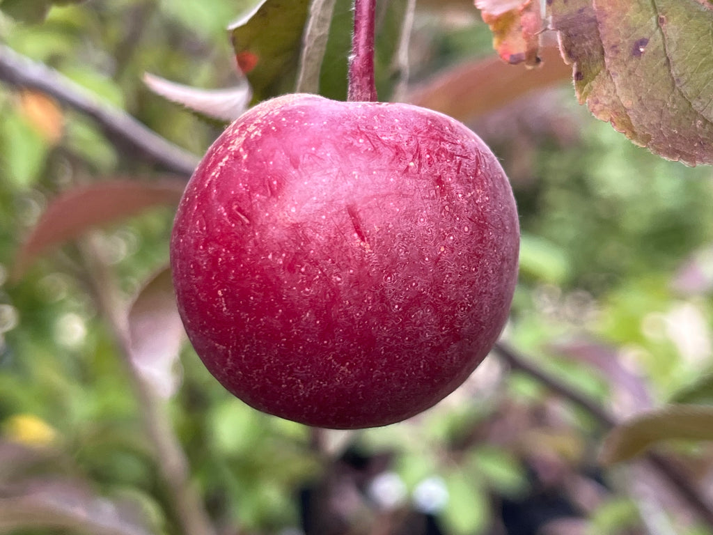Red Flesh Apples — Roots to Fruits Nursery