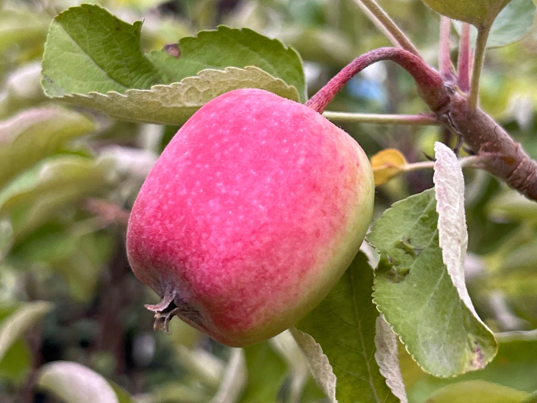 Story Inored — Roots to Fruits Nursery