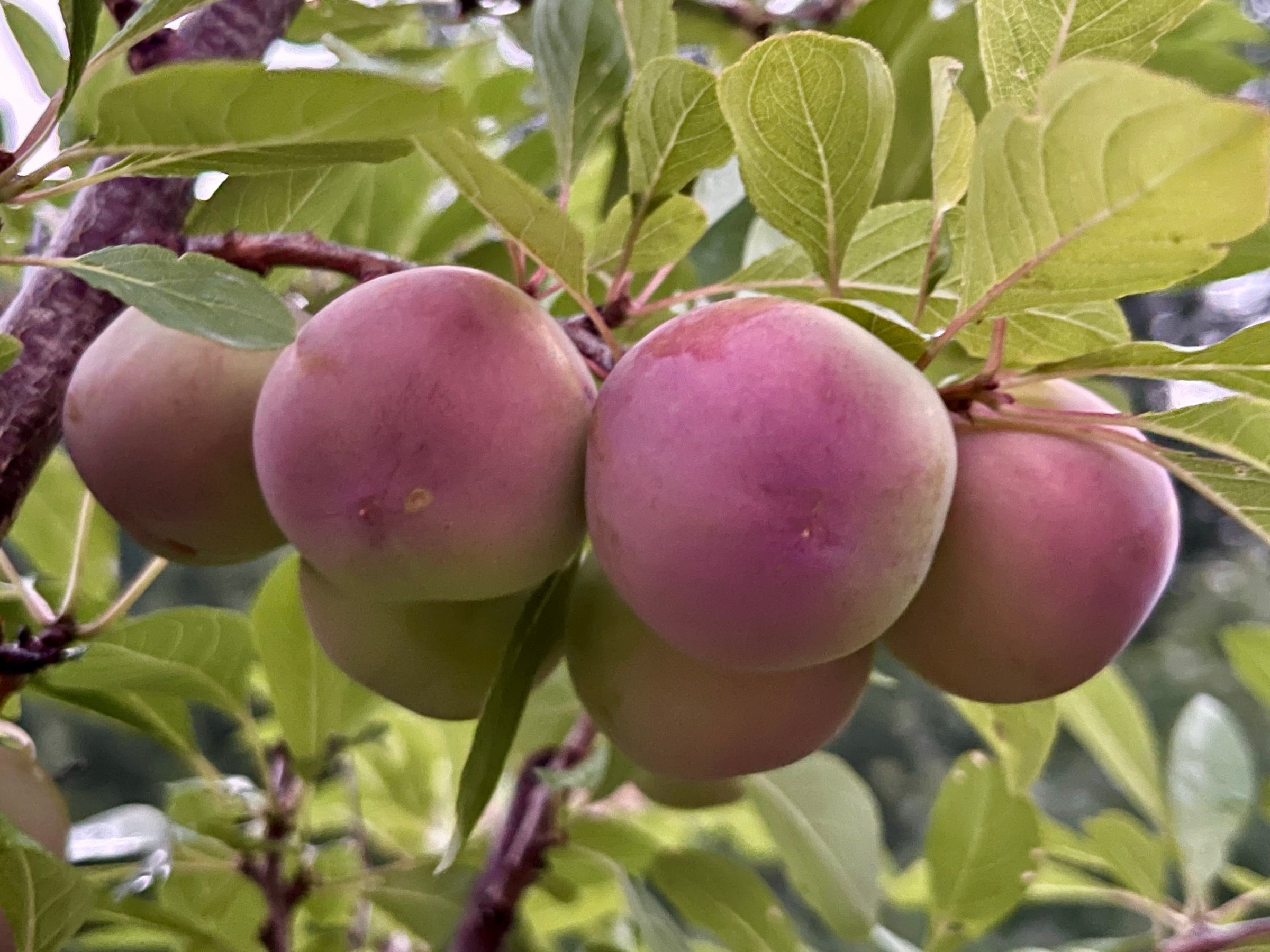 Black Ice® Plum Tree — Roots to Fruits Nursery