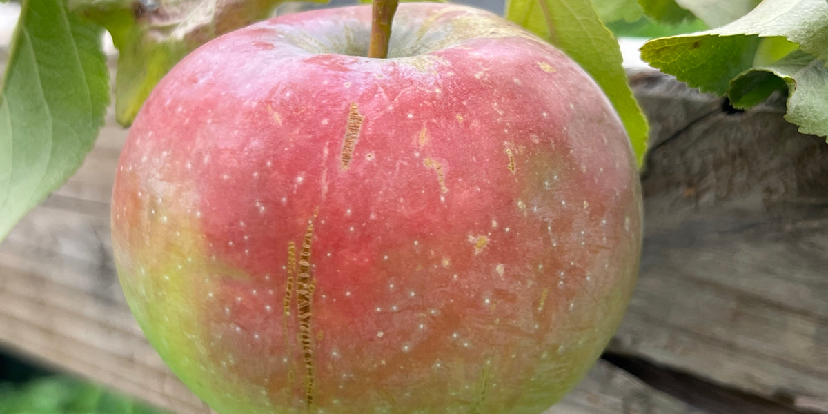Triumph™ Apple Tree — Roots to Fruits Nursery
