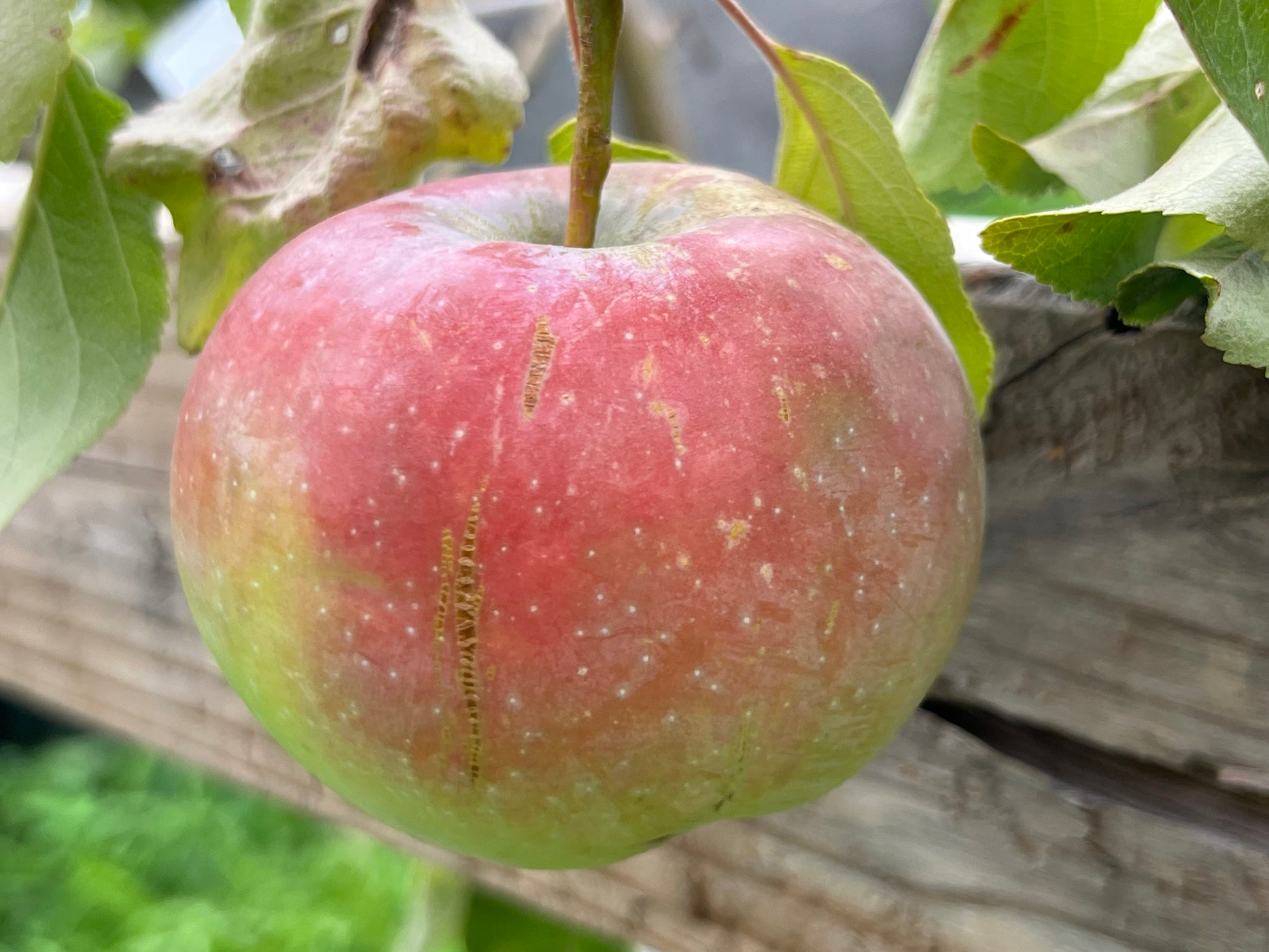 Triumph™ Apple Tree — Roots to Fruits Nursery