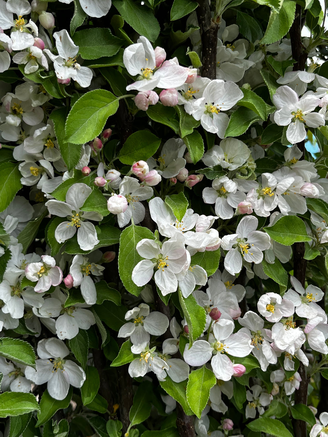 Freedom Apple Trees — Roots to Fruits Nursery
