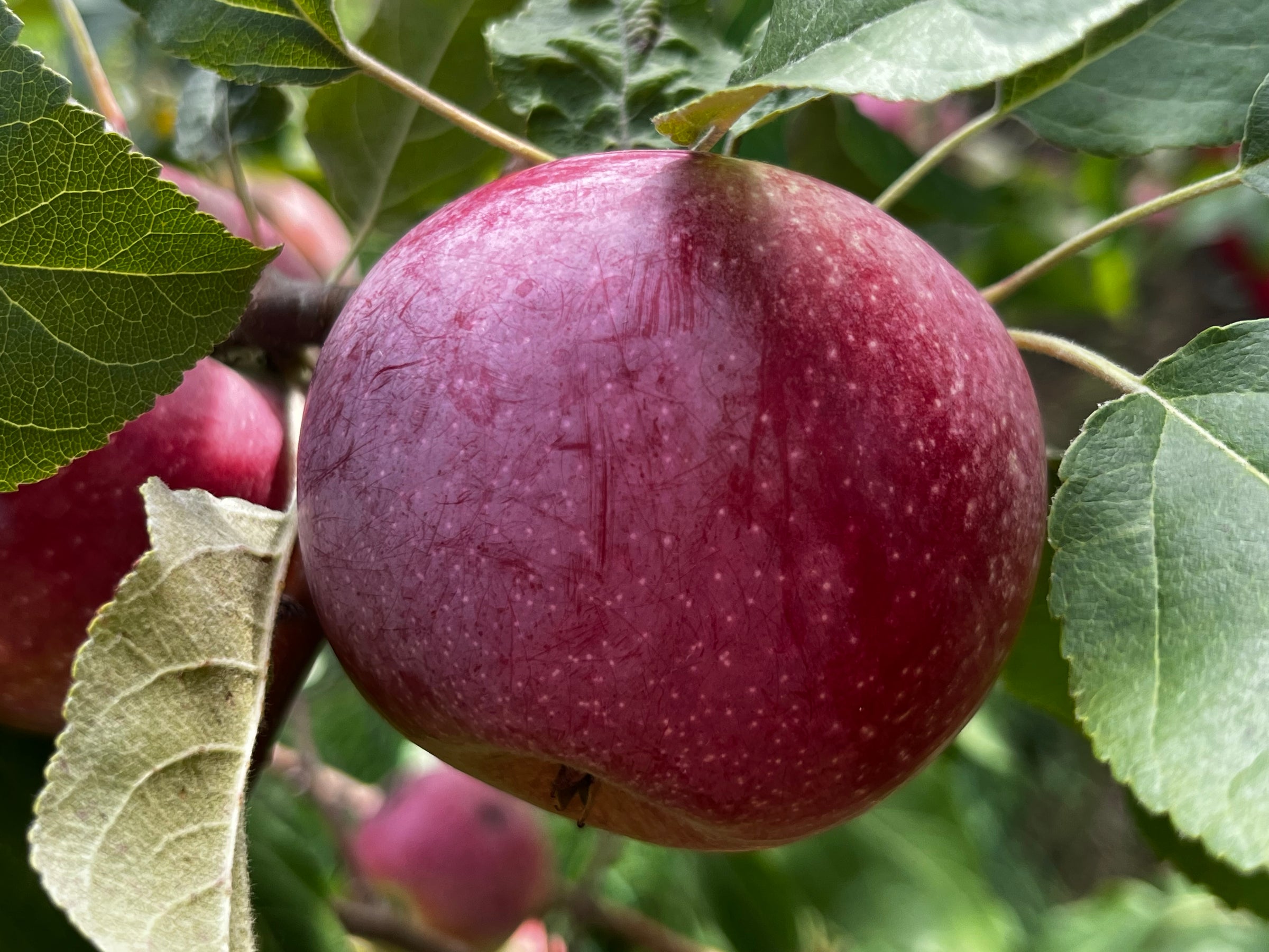 Liberty Apple Trees — Roots to Fruits Nursery